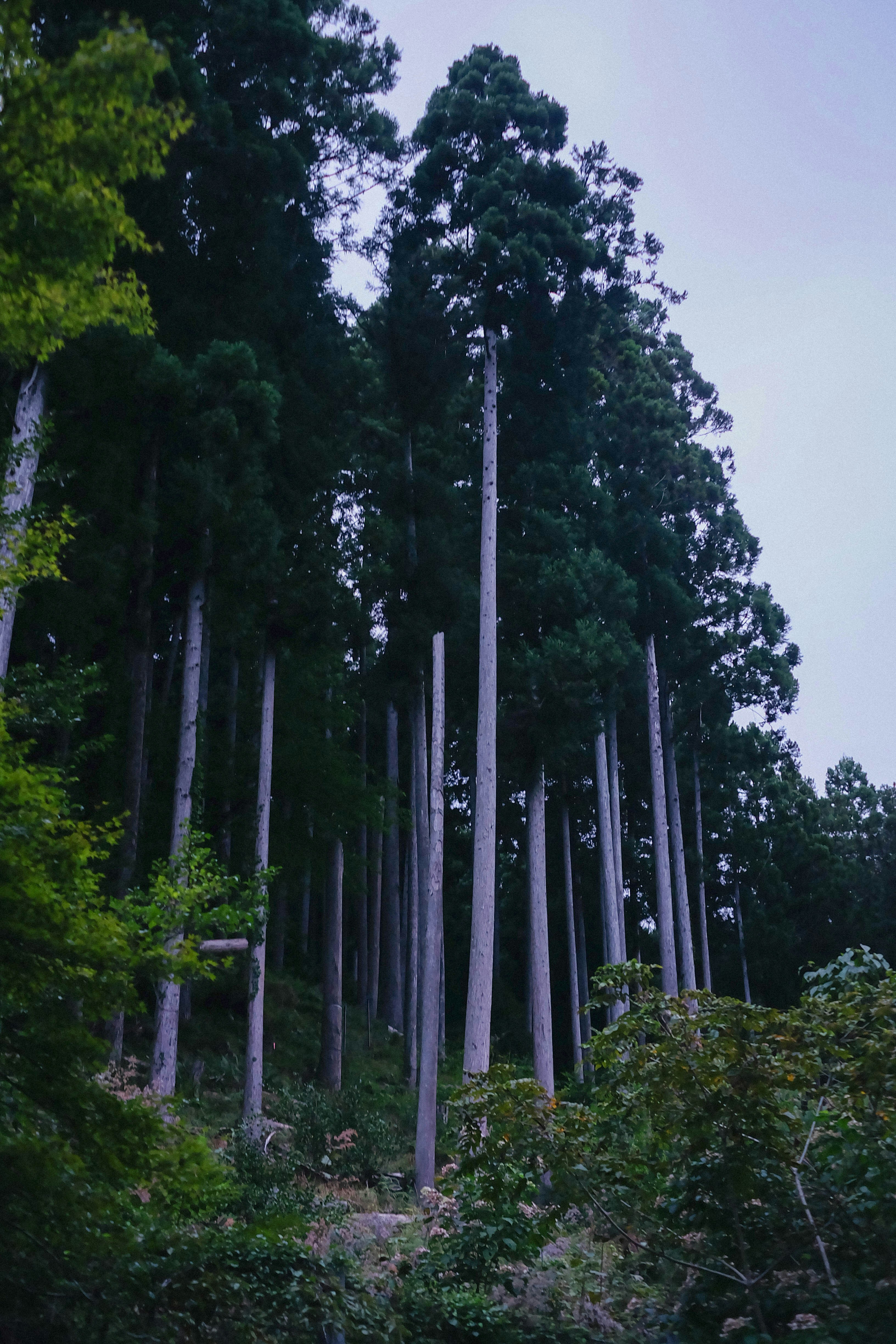 Silent Heights: Converging Pines Under a Quiet Sky