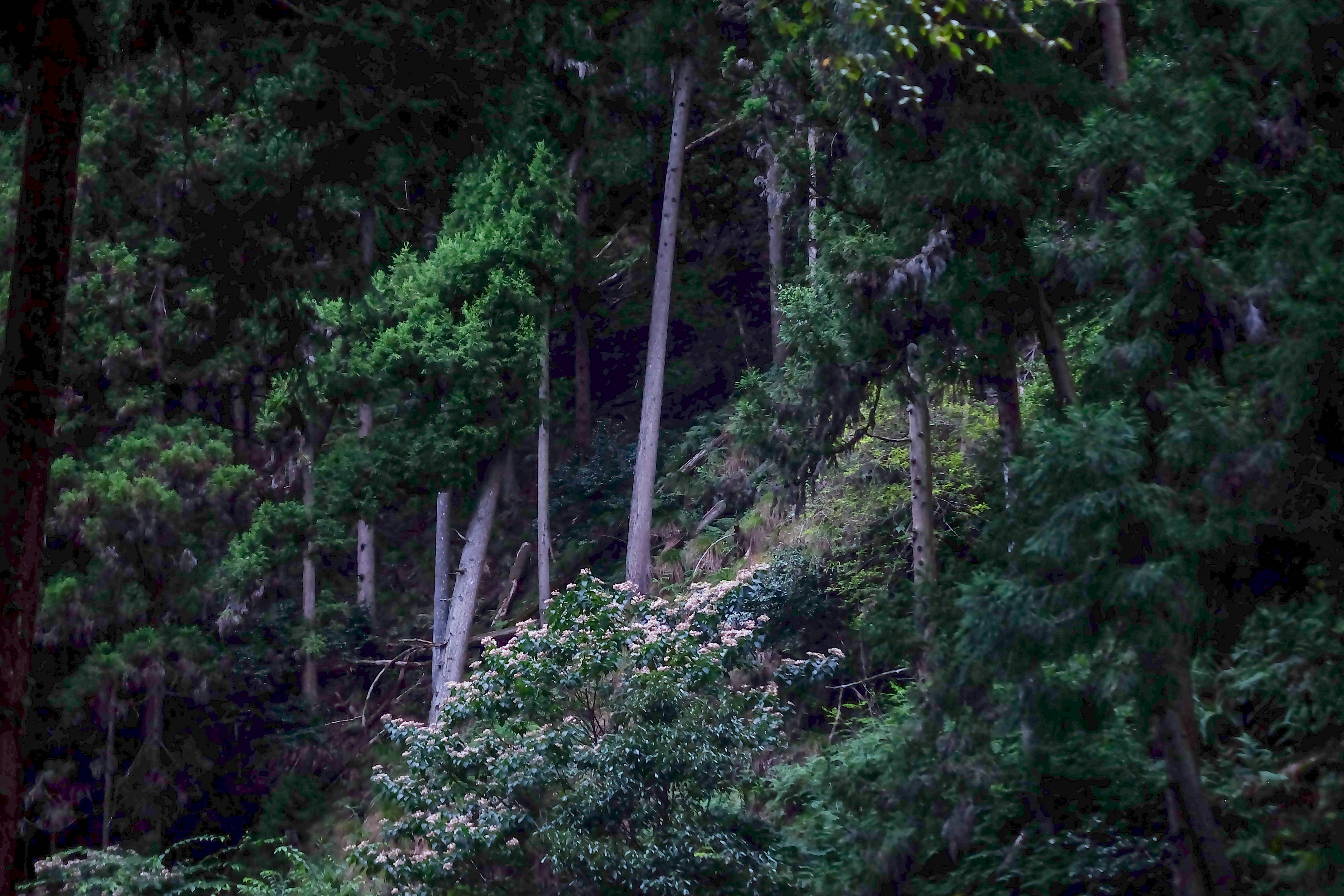 Forest Edge in Quiet Dusk: Pine and Maple Border