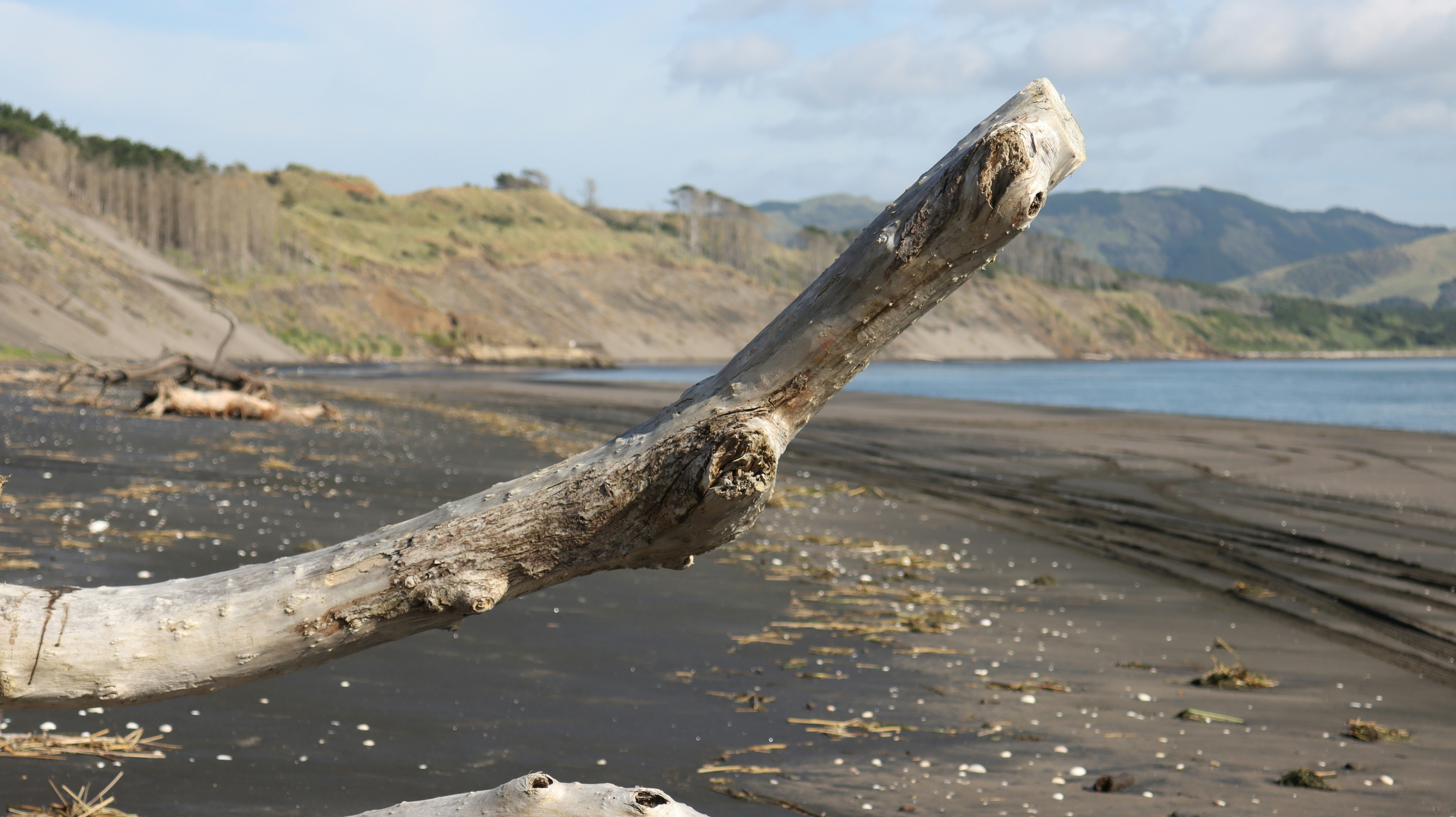 Driftwood Ledger Across a Quiet Shore