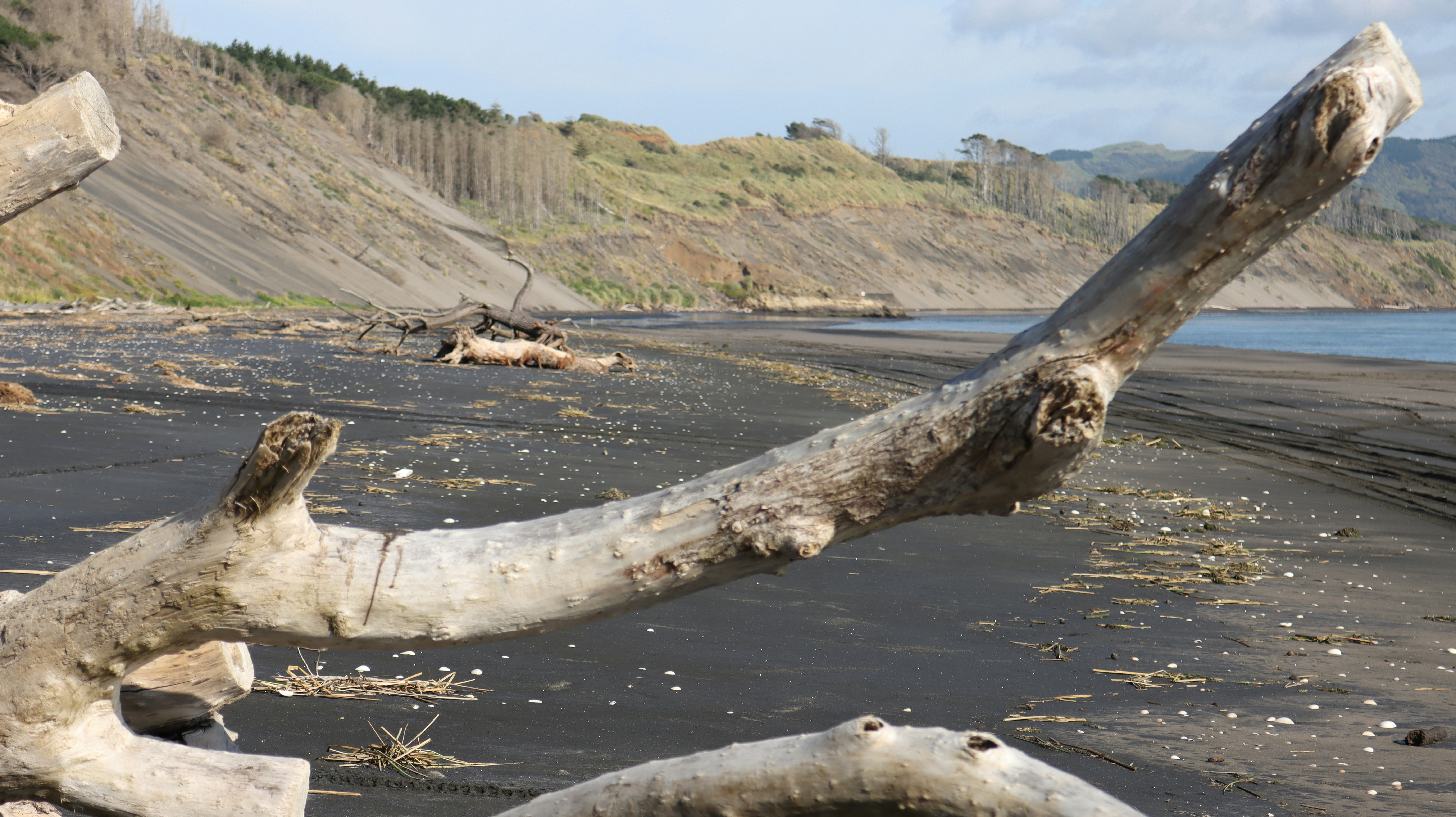 Driftwood Sweep Along a Wind-Swept Beach