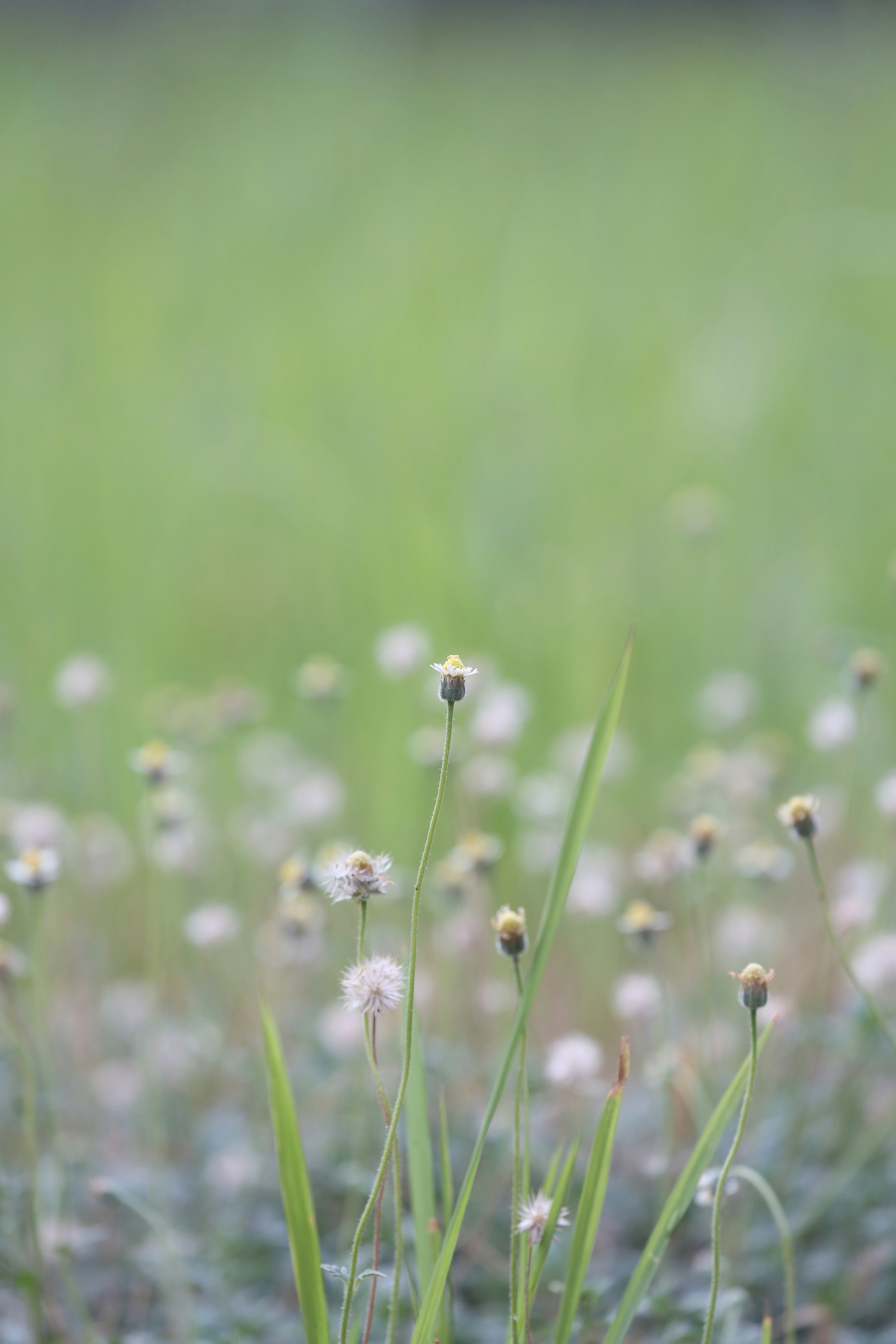 Solitary Seedhead in a Sea of Gentle Green