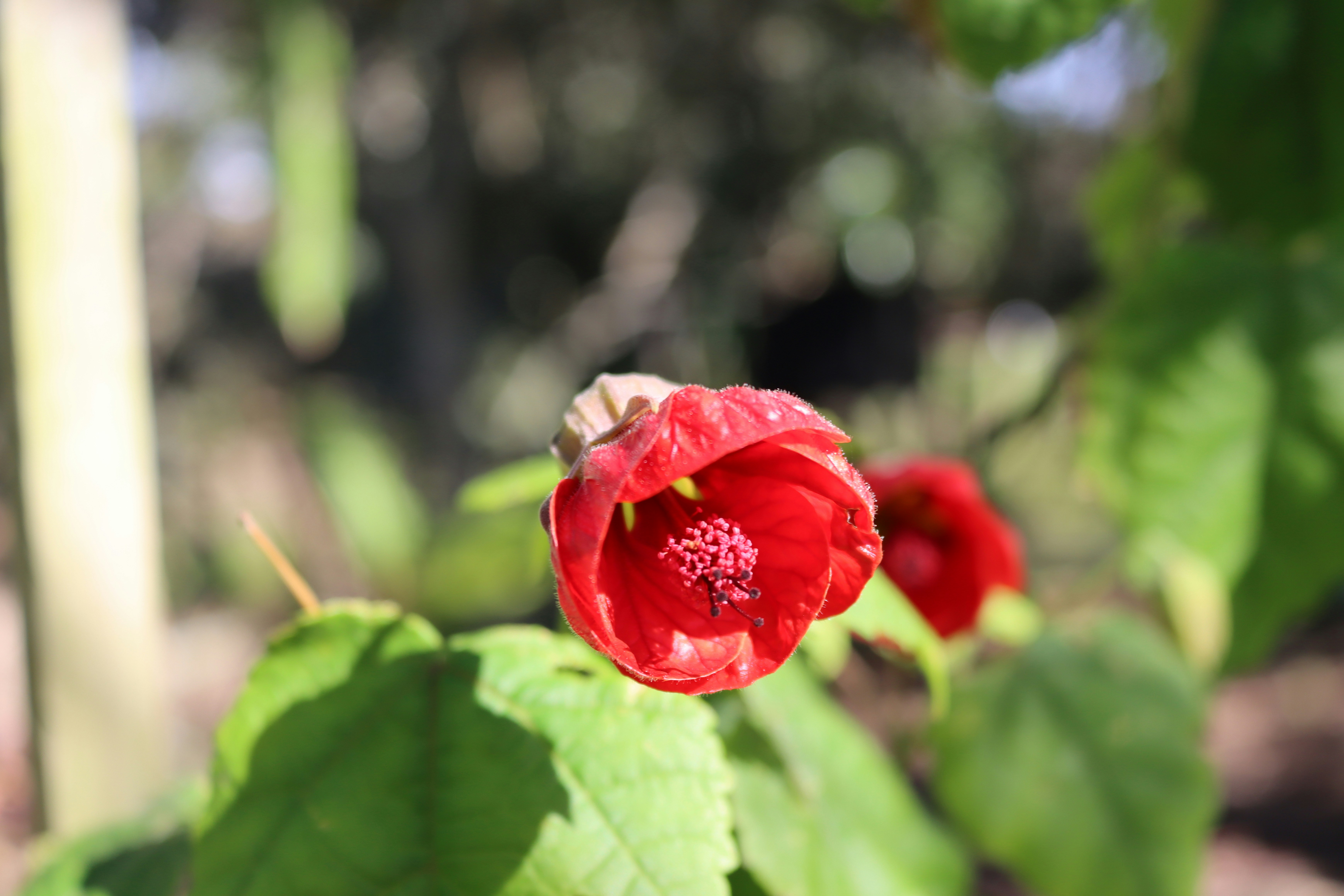 Red Bloom in Soft Focus: A Close-up of a Crimson Hibiscus