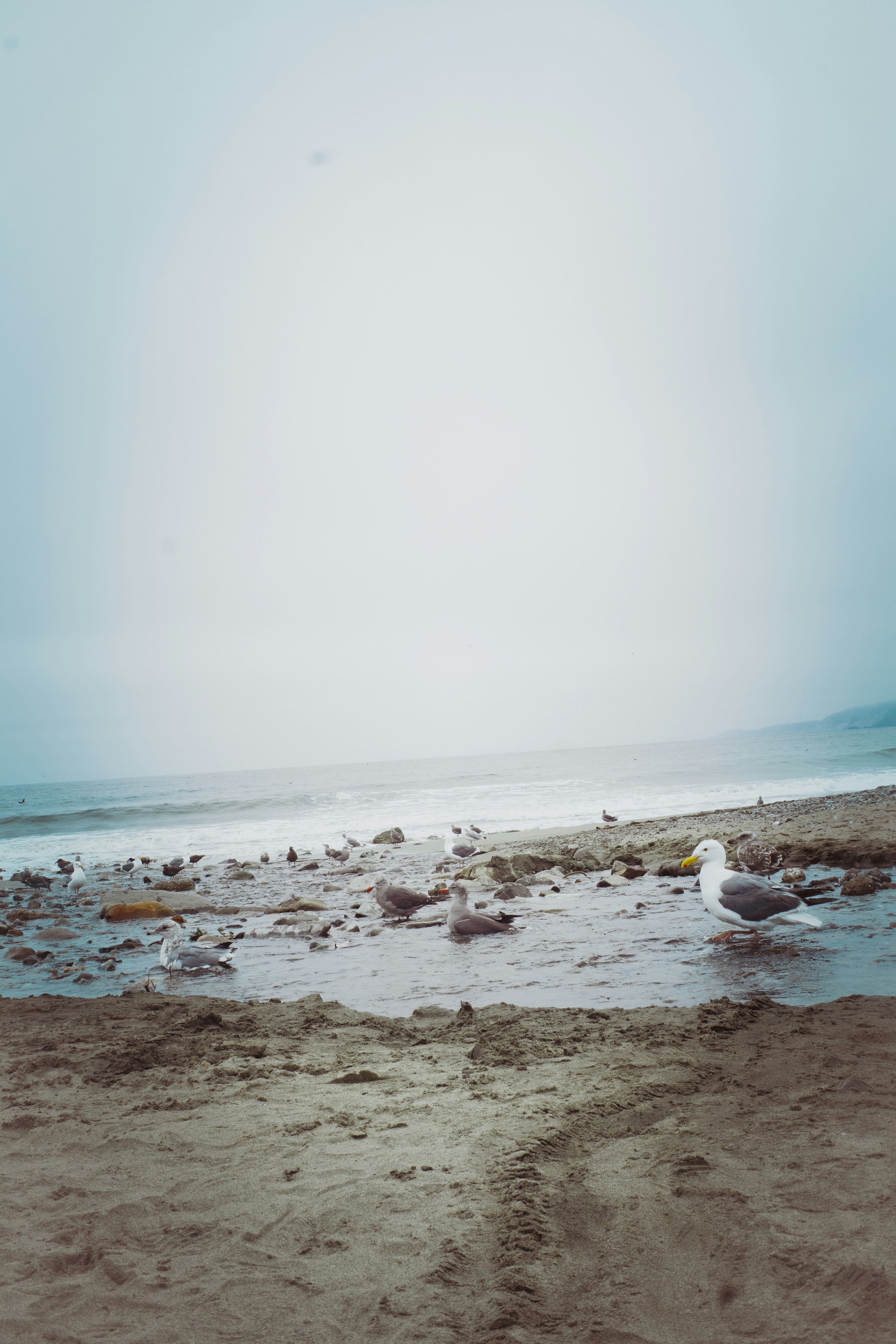 Seagulls at the Shore: Quiet Tide and Soft Light