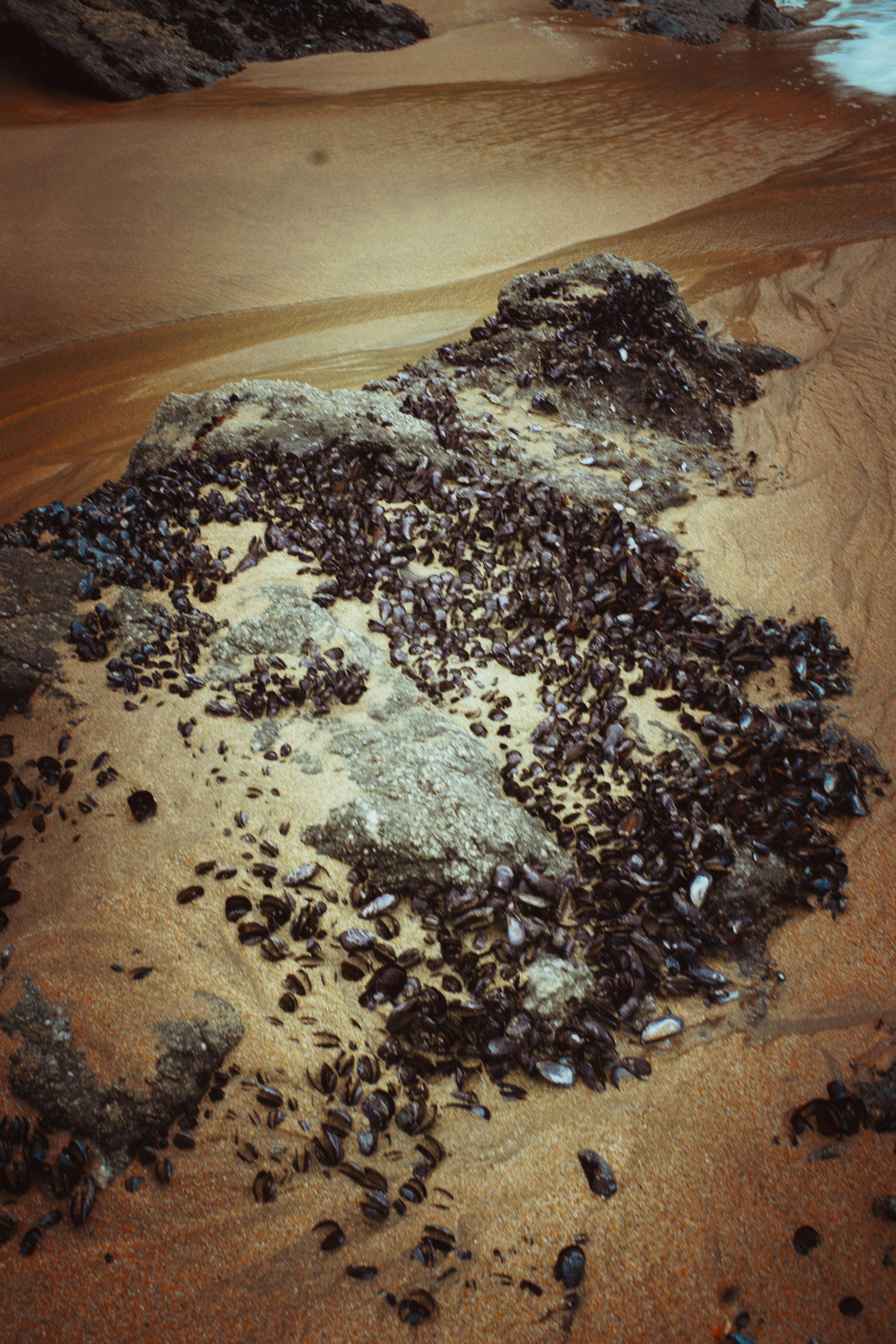 Tide-worn Rock with a Trail of Tiny Black Seashells