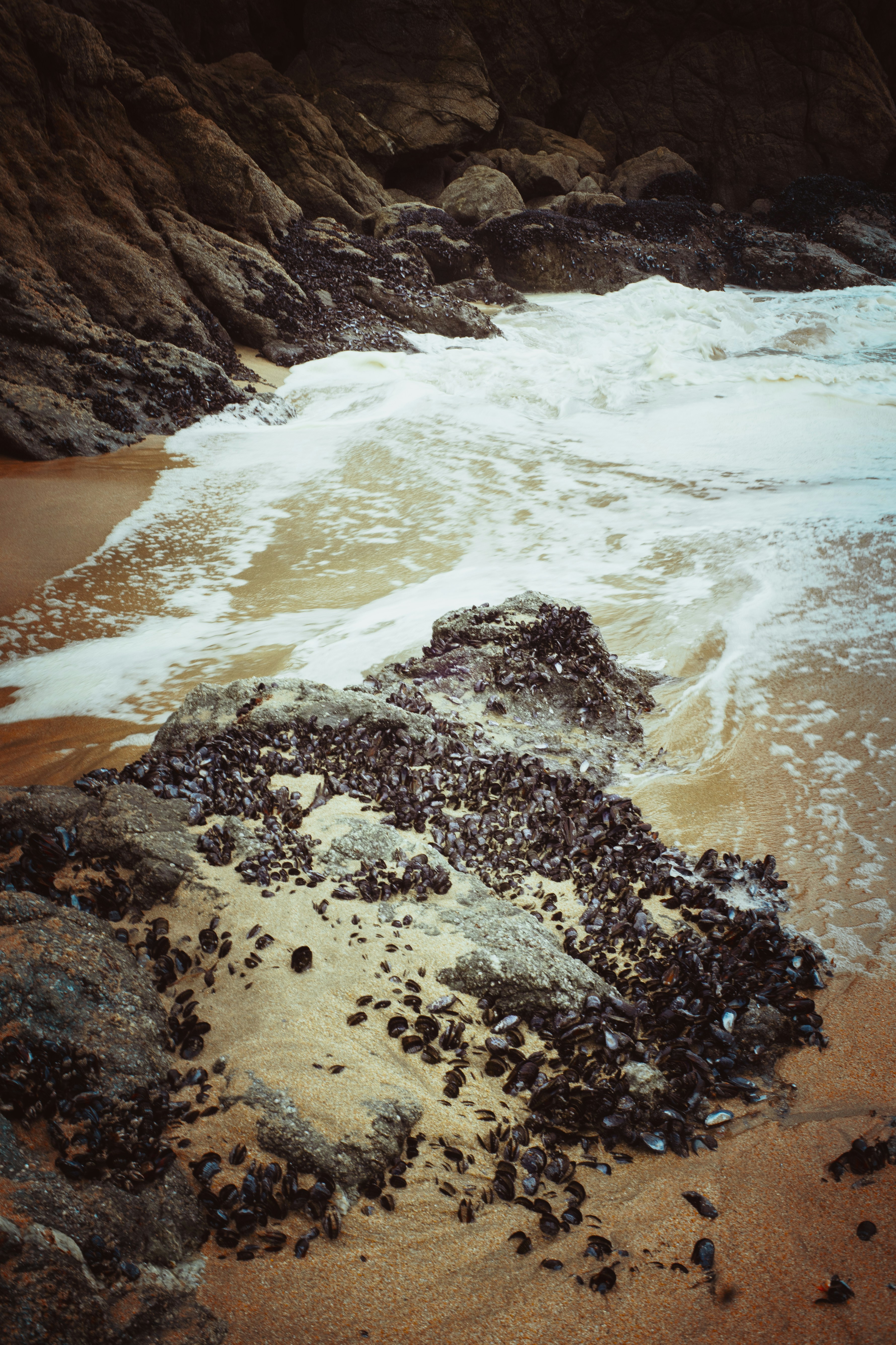Rocky Shoreline Colony: Mussel Tide Among Foamy Recede