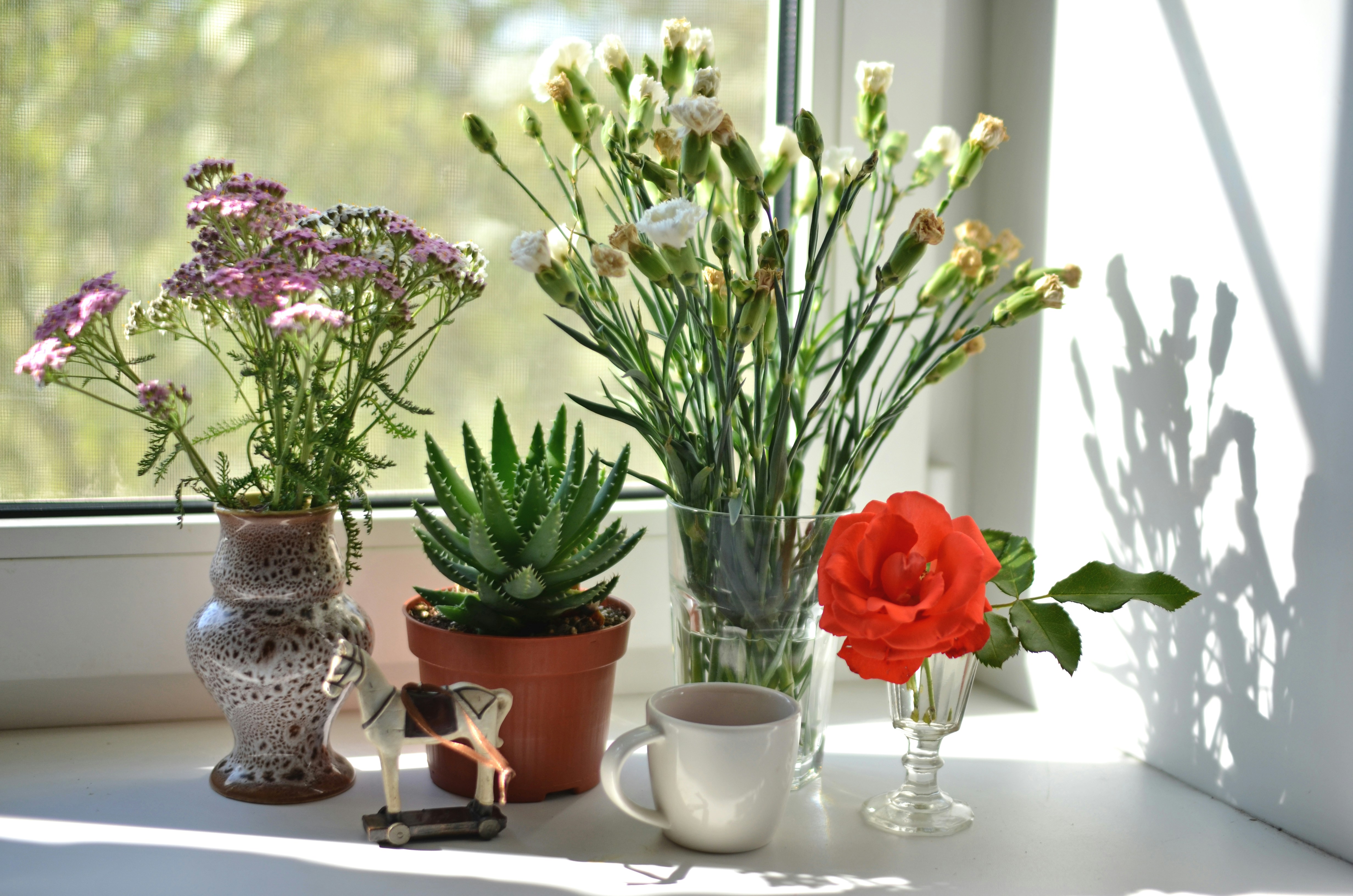Sunlit windowsill with assorted plants and a red flower in a glass, accompanied by a small ceramic pot and coffee cup.