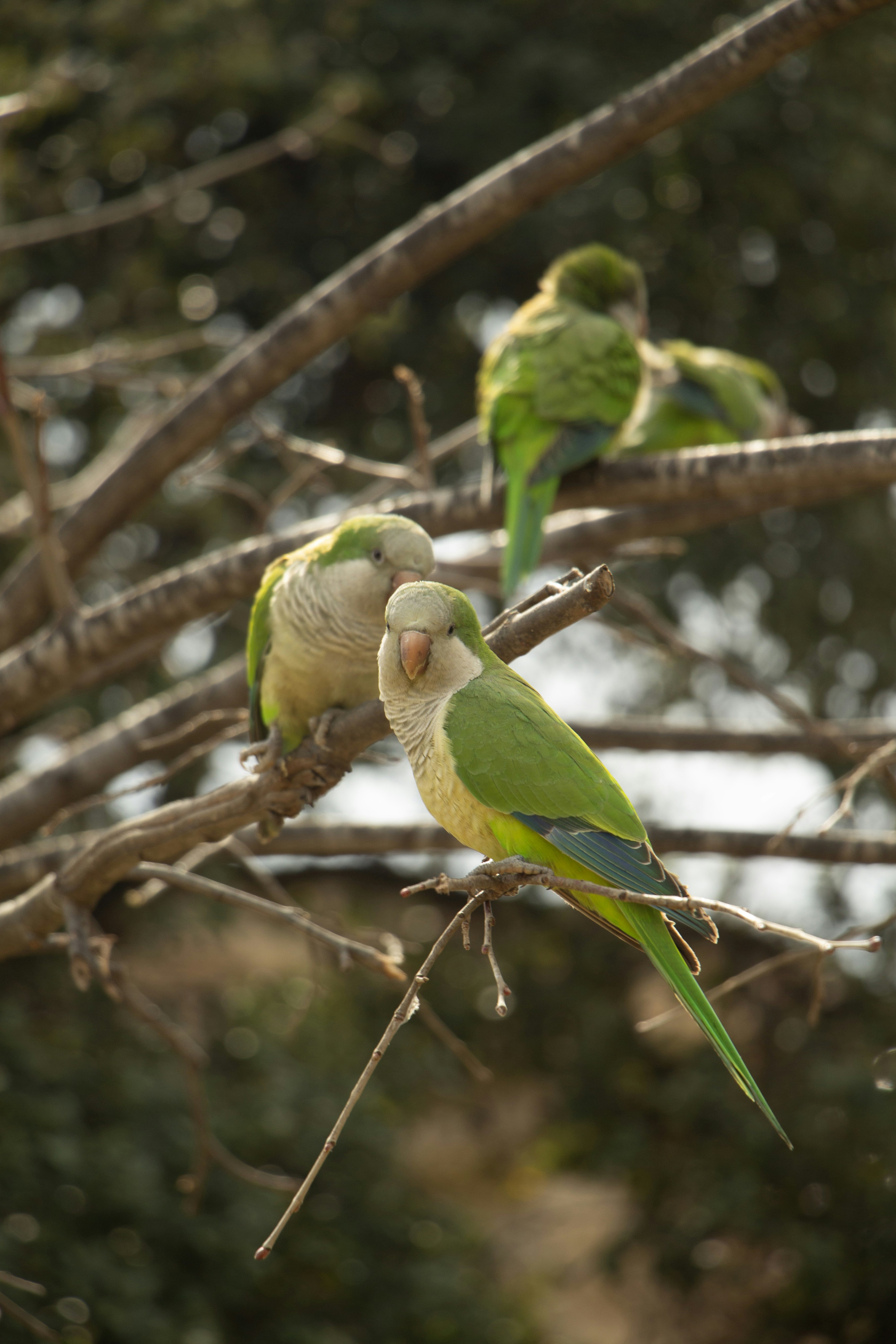 Perched Green Chorus: A Trio of Parrots Amid Twigs