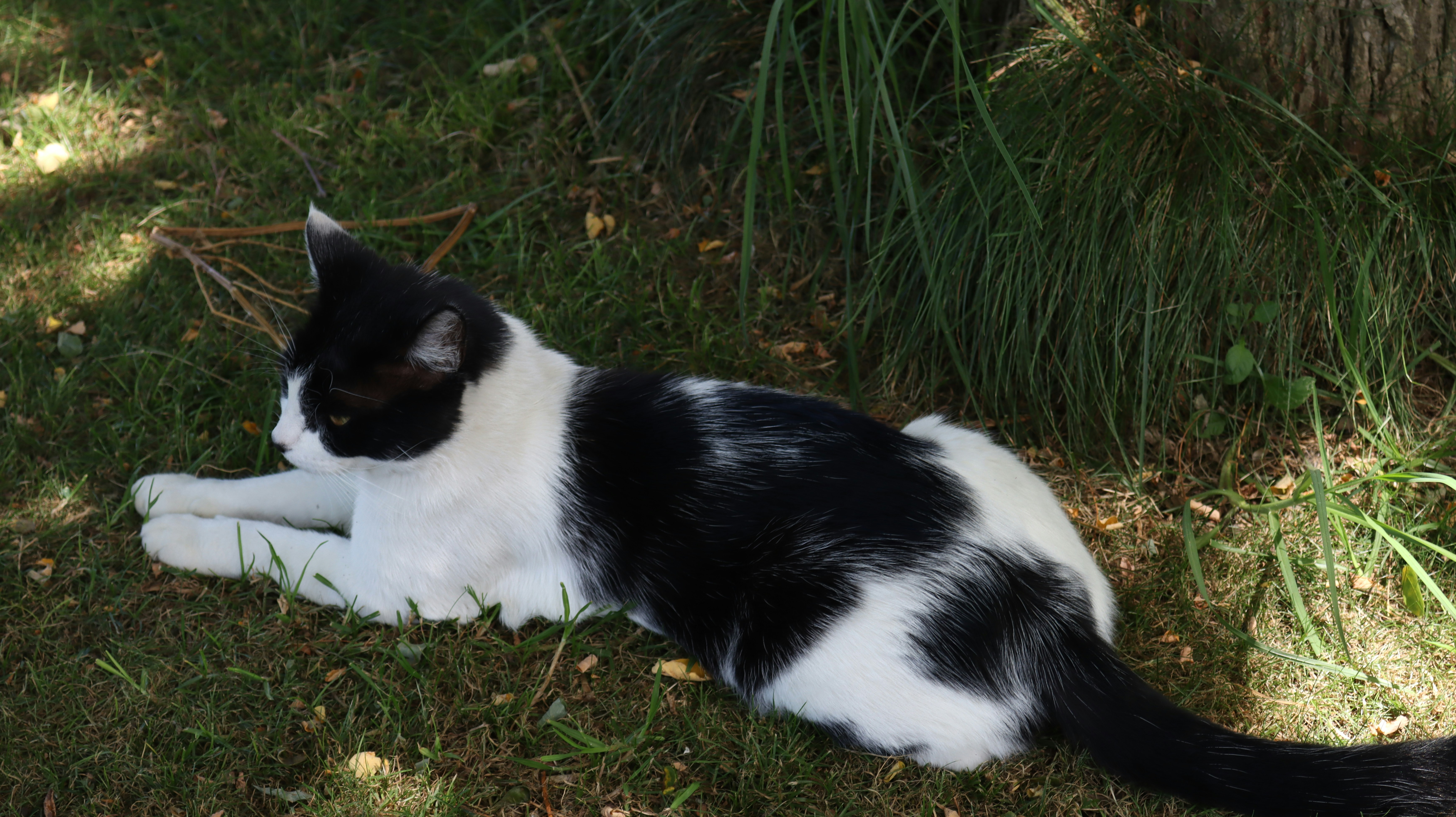 Black-and-White Cat Resting in Dappled Garden Shade
