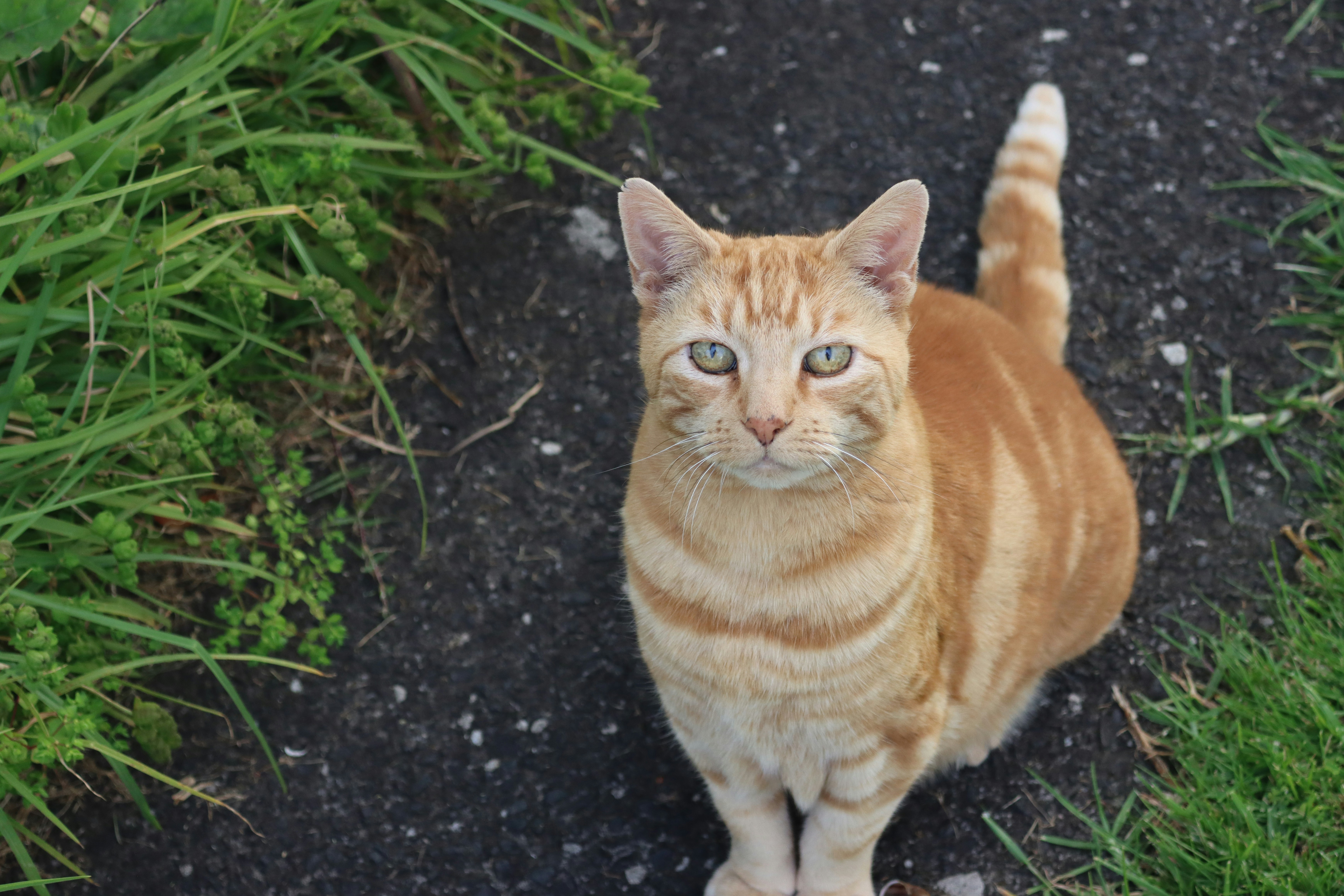 Amber Velvet Gaze: Cat in a Garden Path