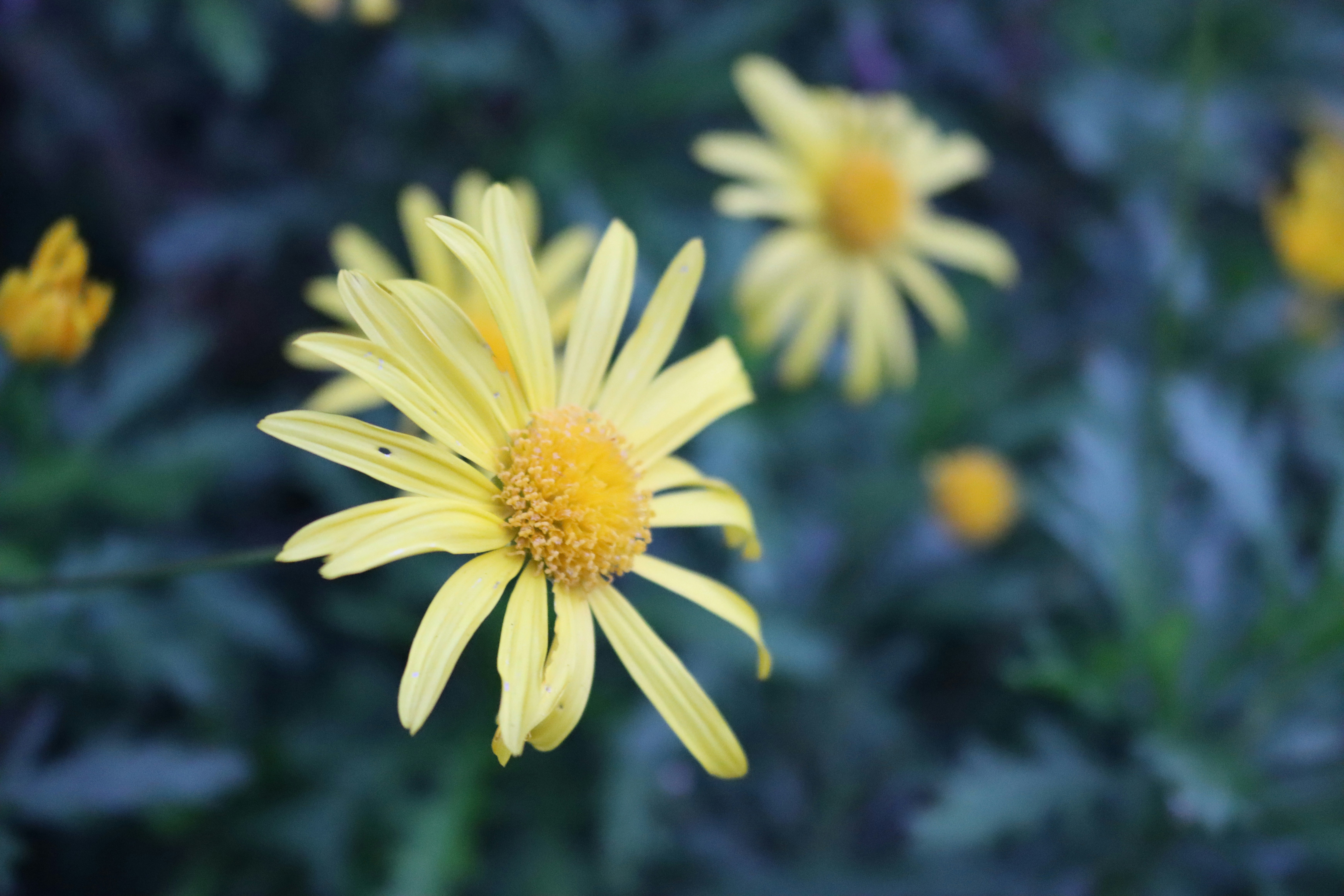 Sunlit Yellow Daisy in Soft Blur