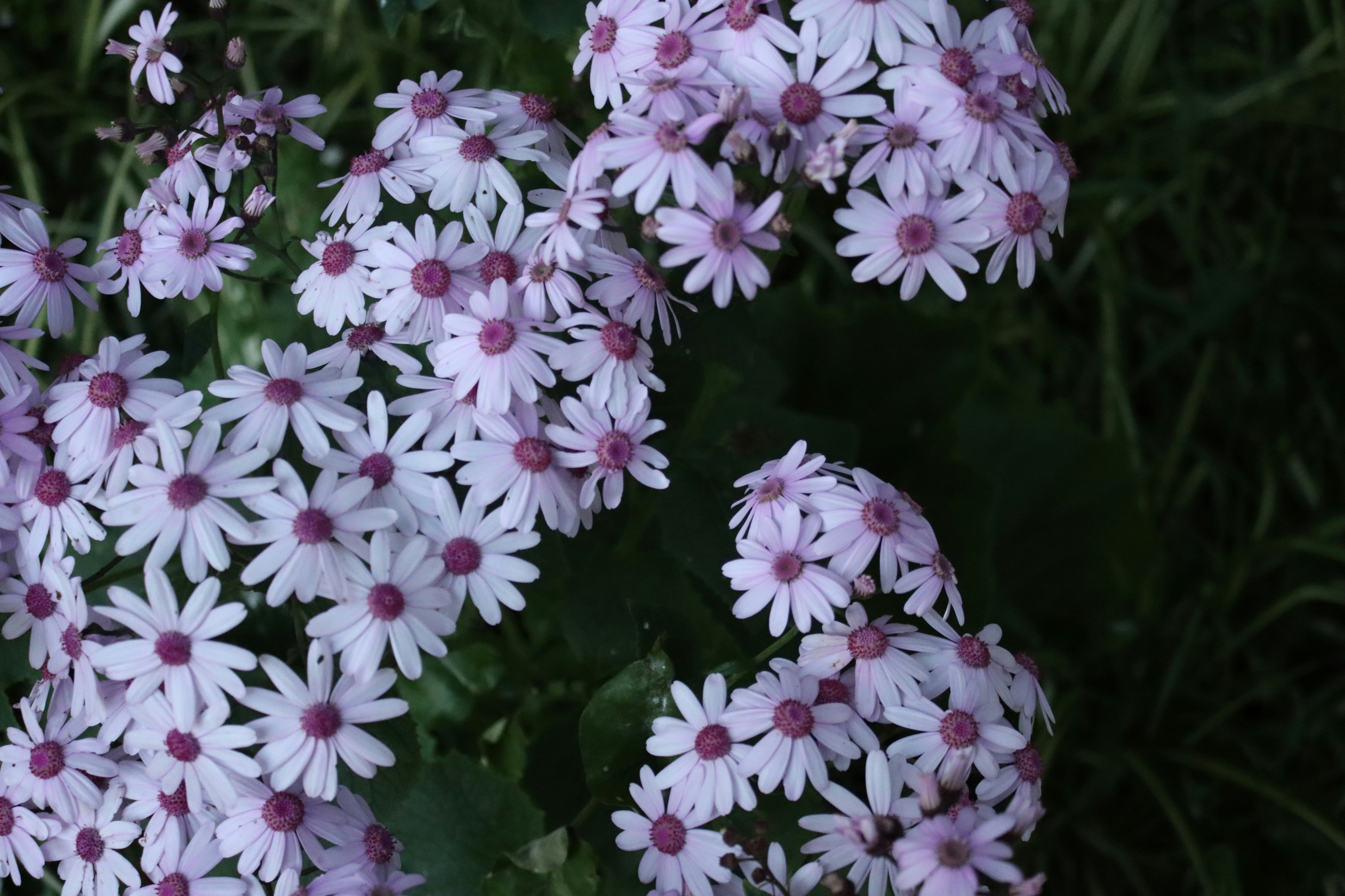 Cluster of Pink Daisies: Soft Petal Geometry in a Dark Green Frame