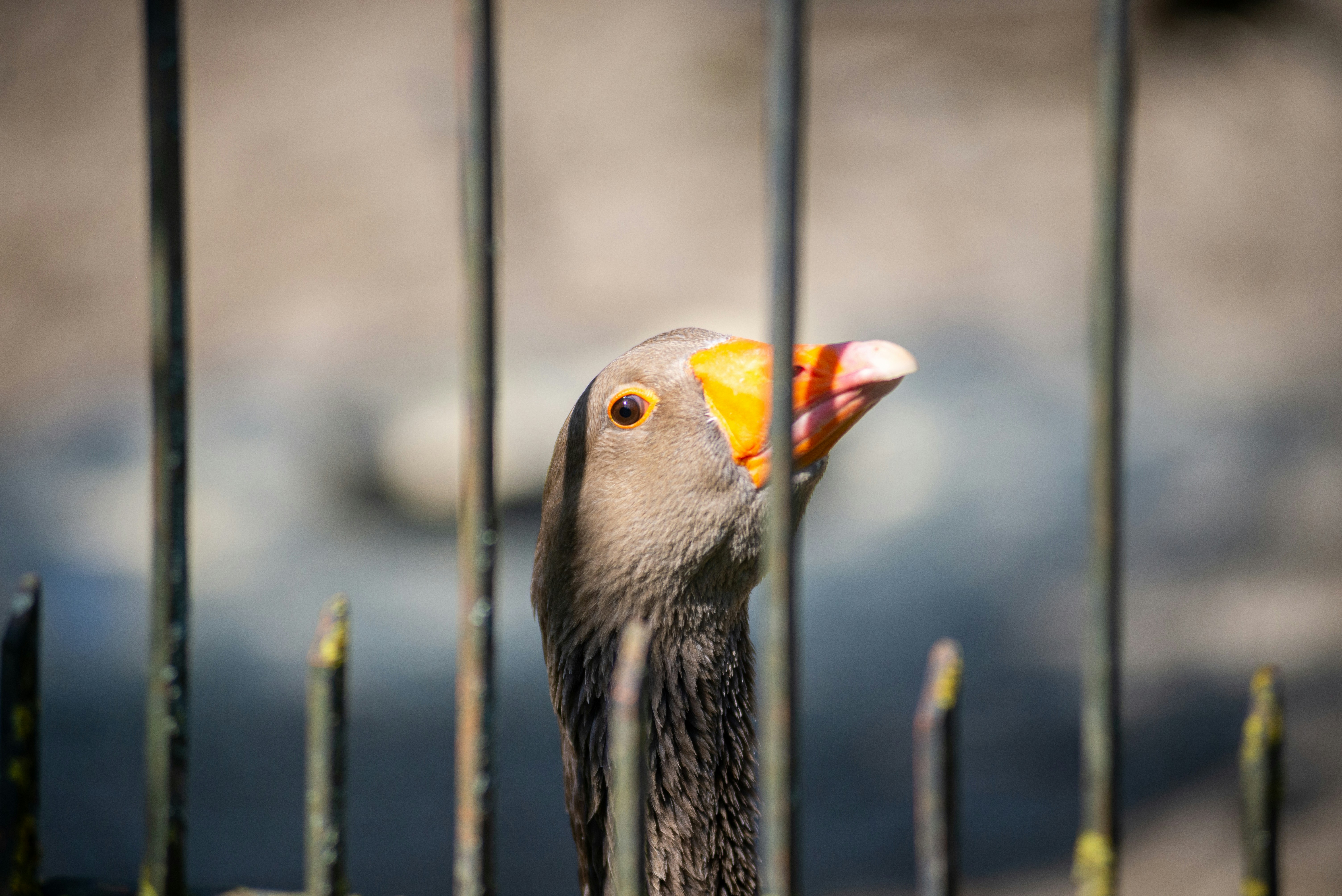 Between Bars: A Horned Moorhen Peeks Through Iron Veins