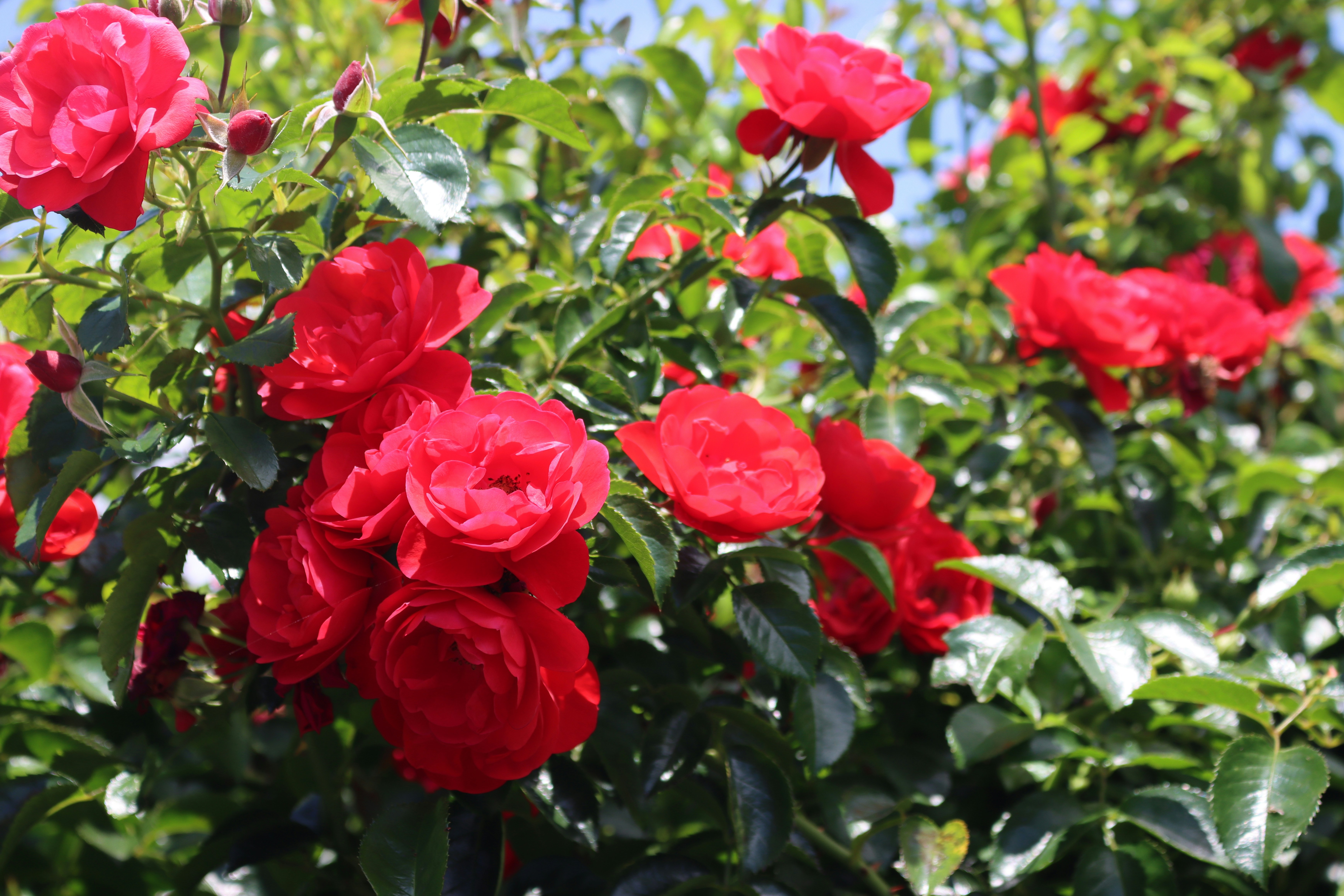 Scarlet Blooms: A Sunlit Rose Patch in Full Bloom