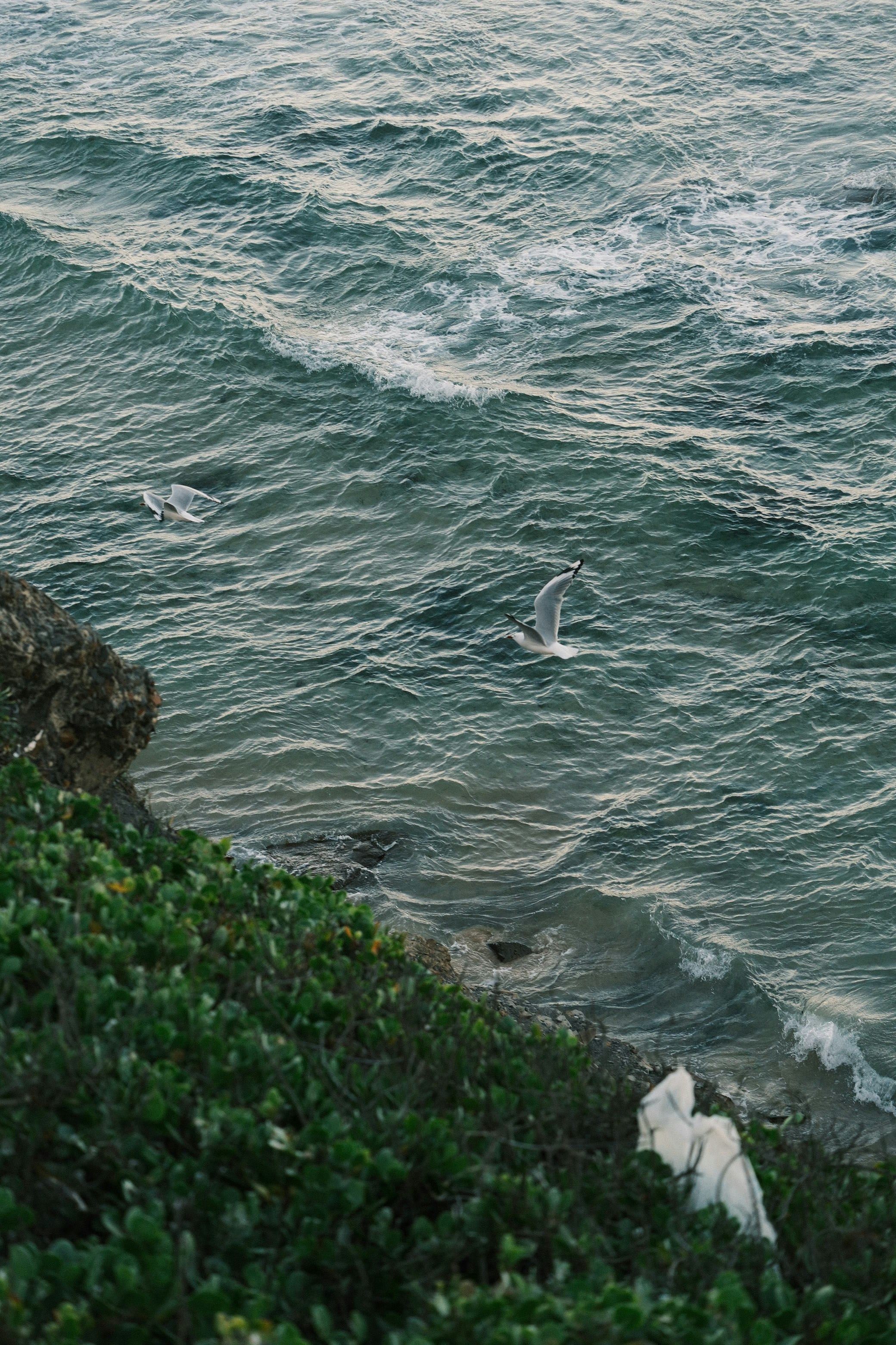 Seabirds Over a Cliff: A Quiet Flight Above Turquoise Waves