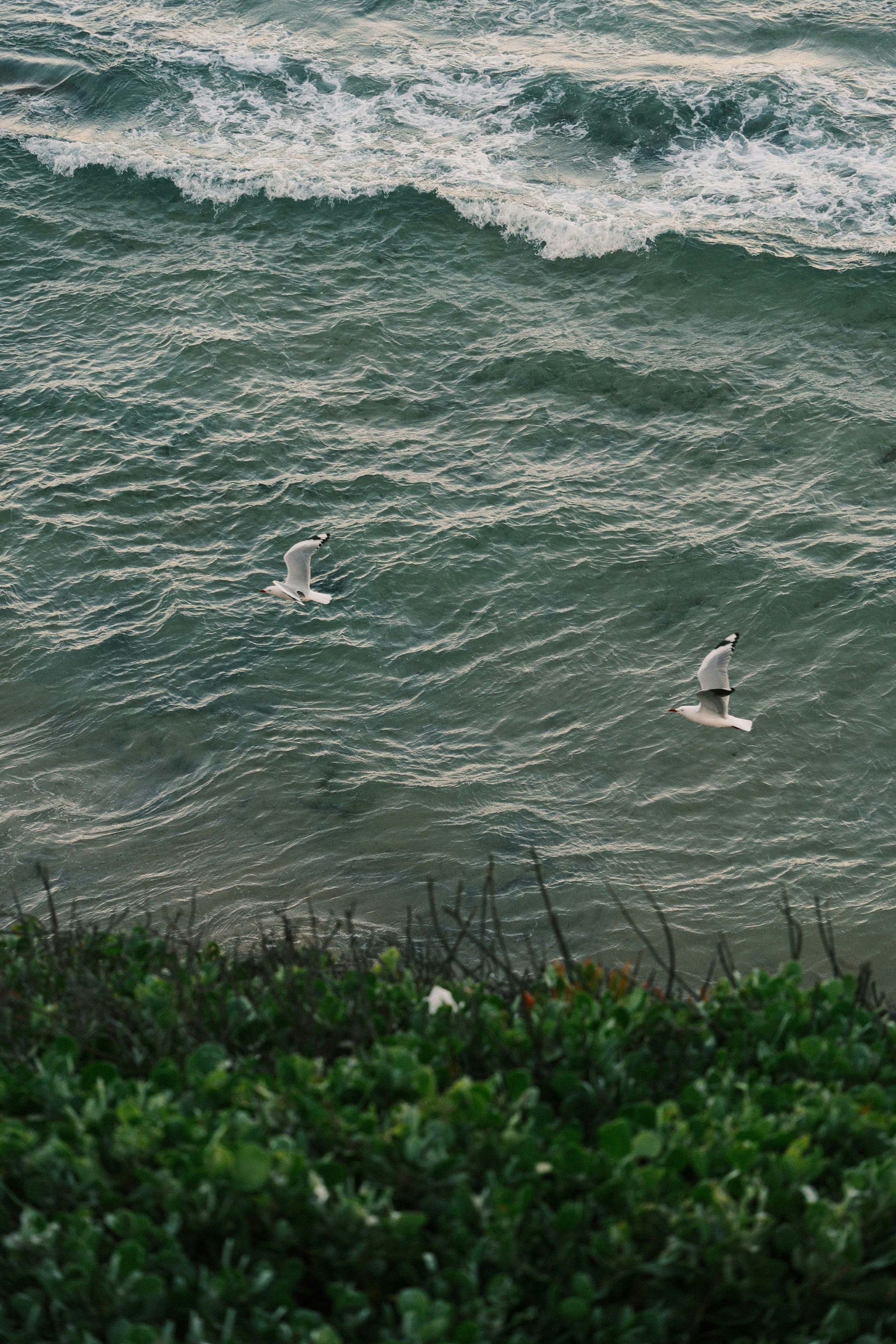 Seabirds in Open Water: Wings Over a Turbulent Blue