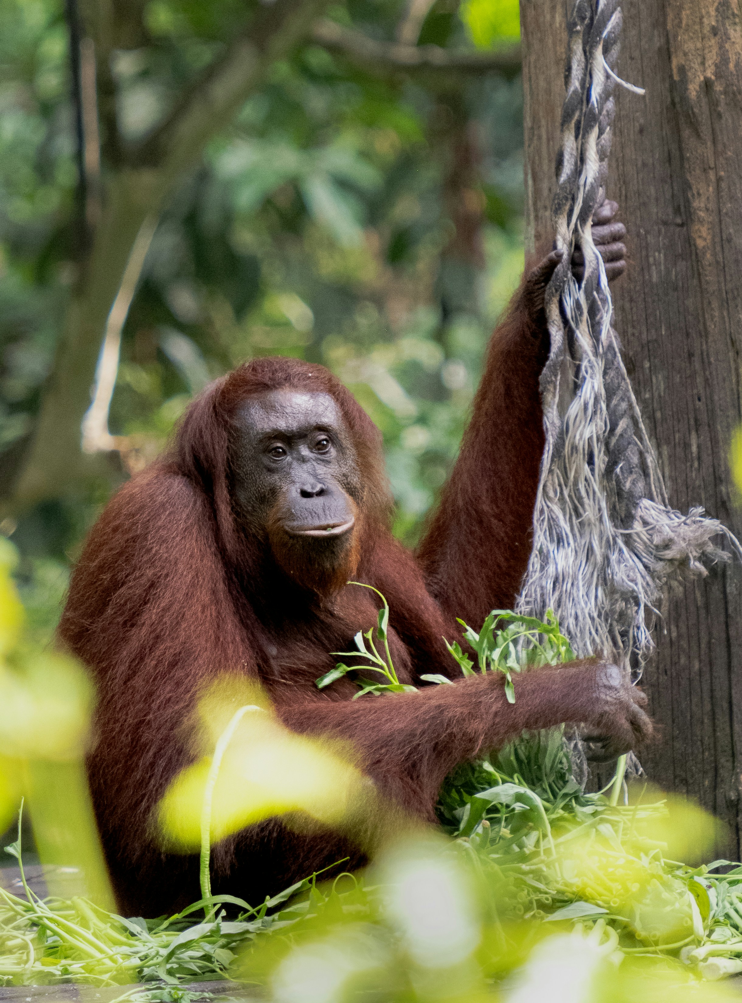 Orangutan at Rest: Greenery and Rope asstage