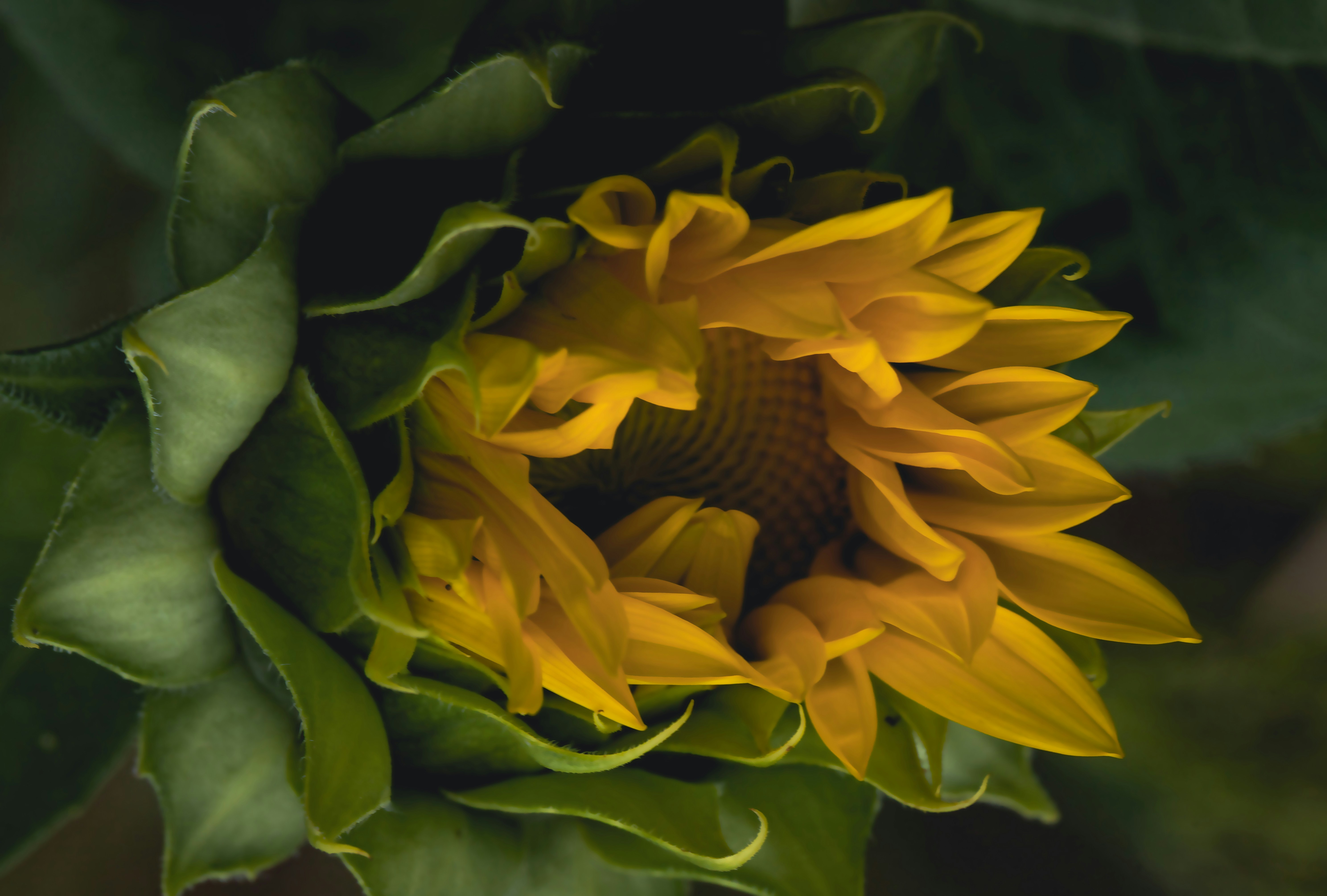 Close-up Sunflower Dawn: Golden Petals Revealing the Heart