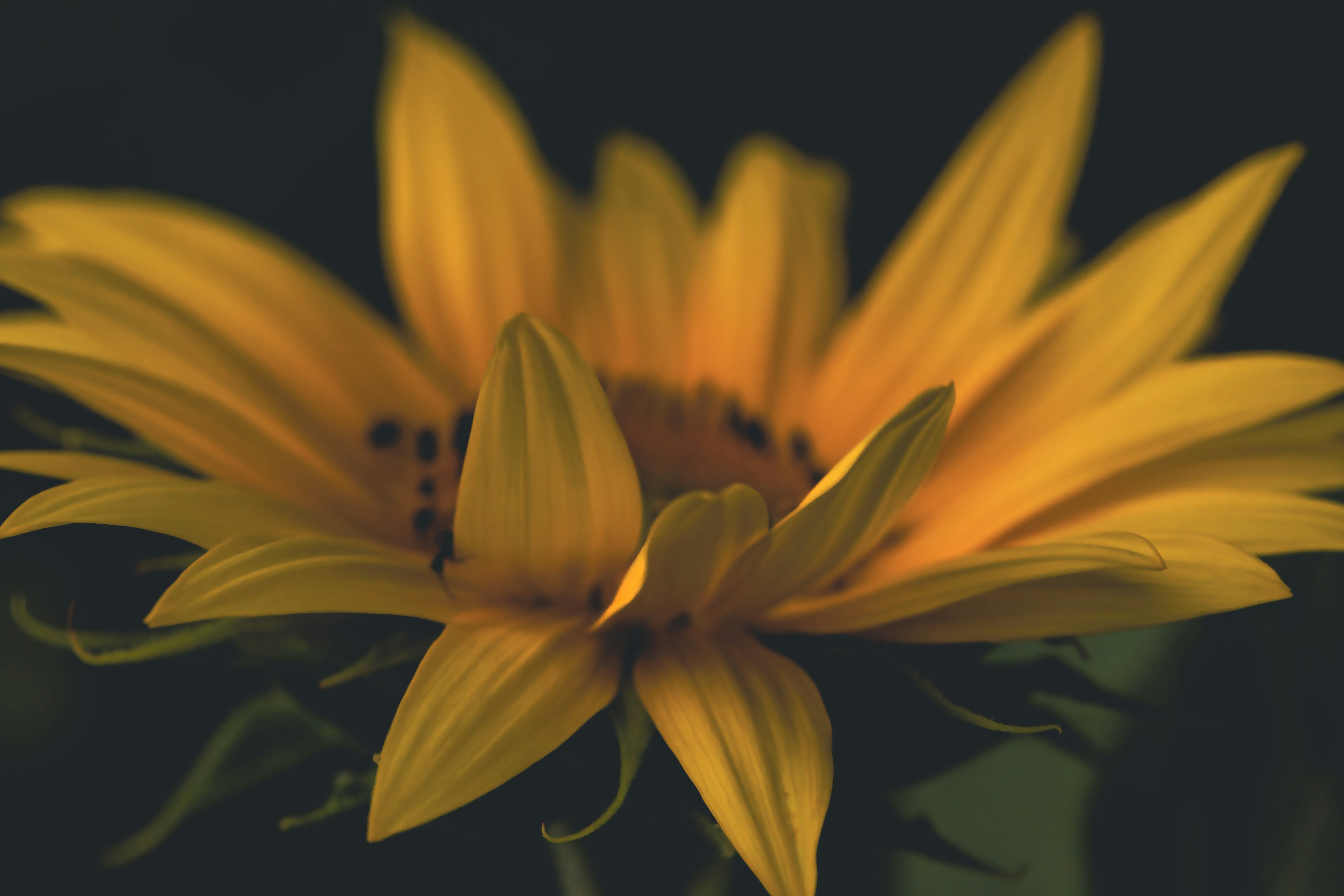 Golden Bloom in the Quiet Glow