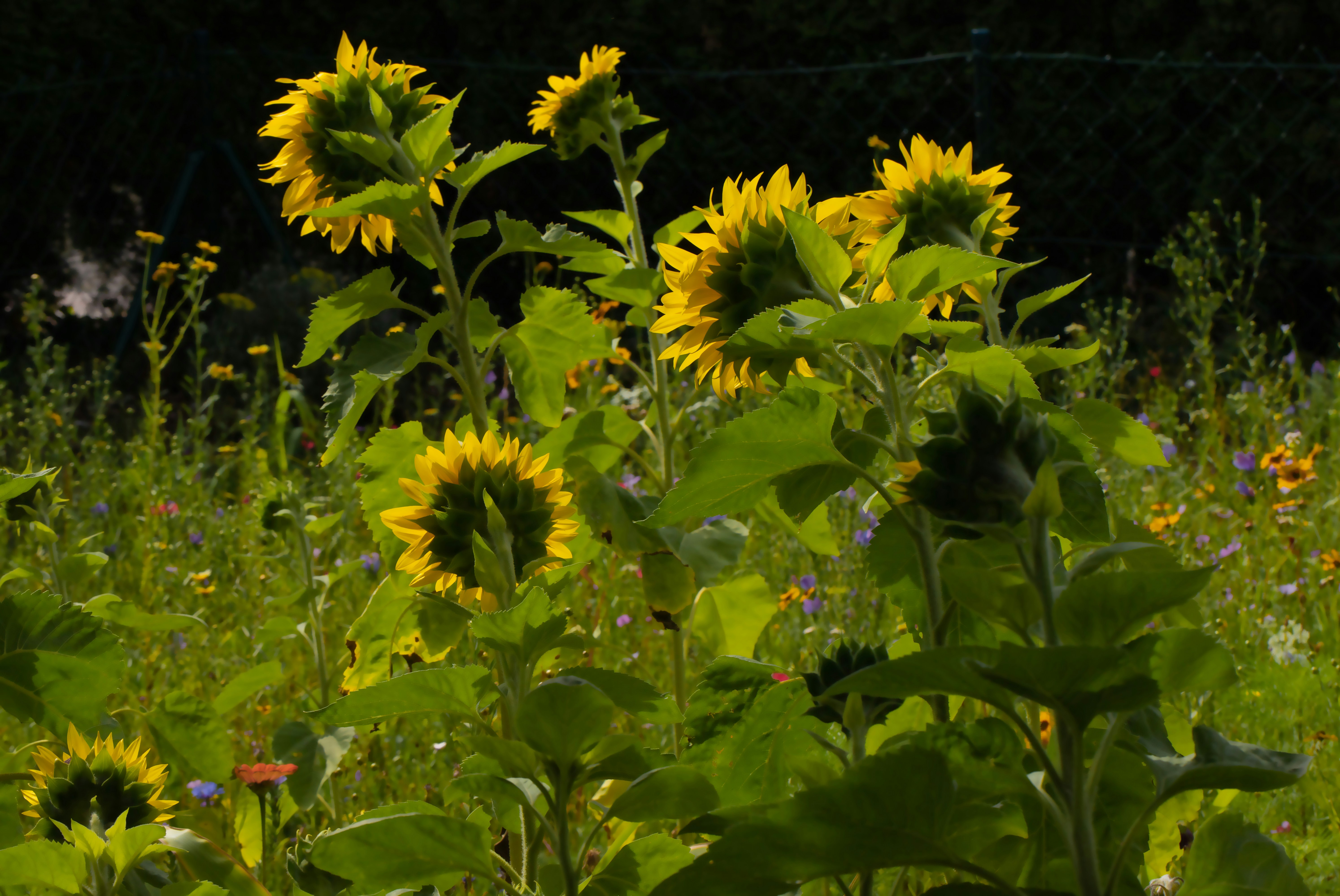 Sunlit Sunflowers Standing Tall in a Wild Meadow