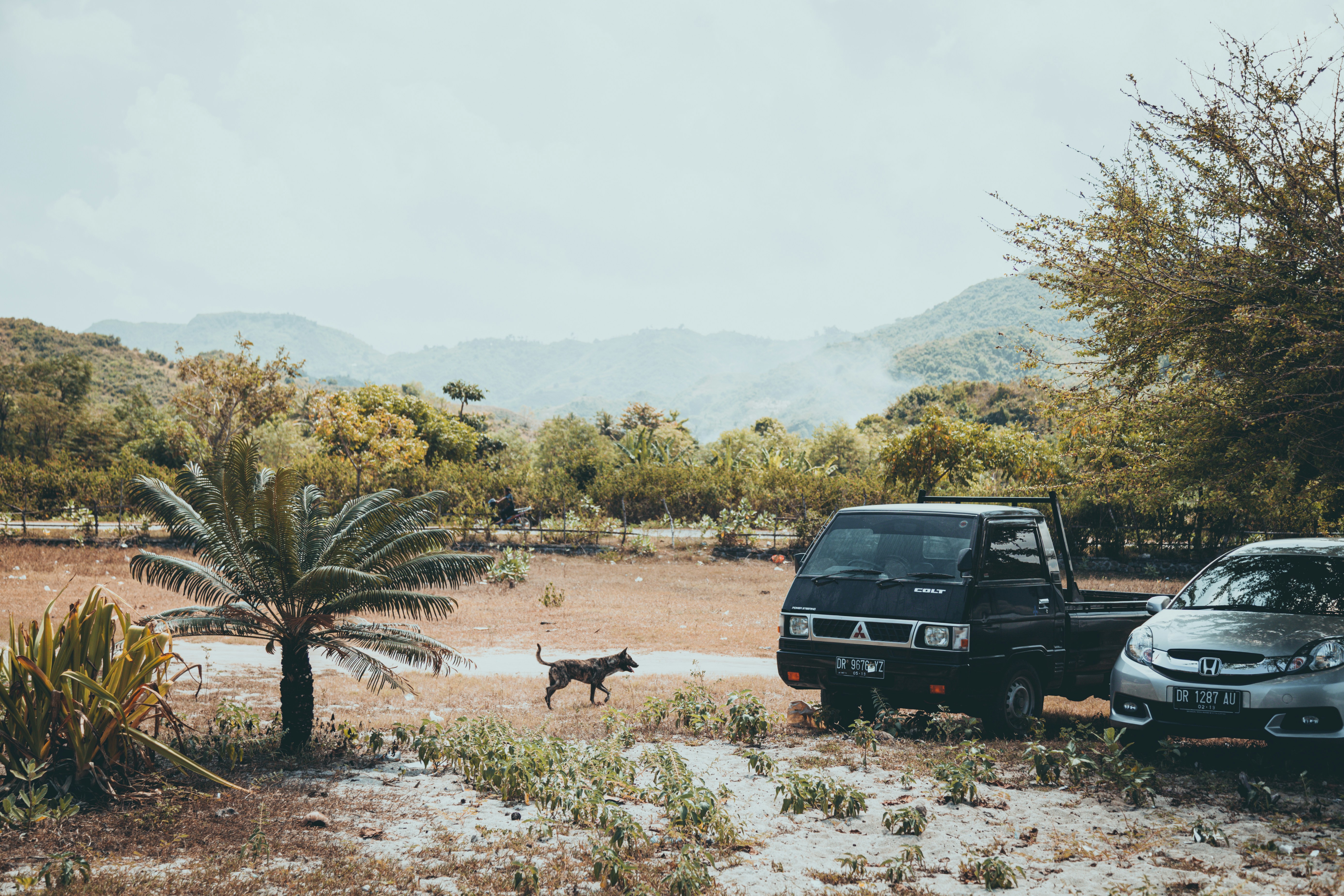 Dusty Safari Morning: A Palm and a Parked Jeep