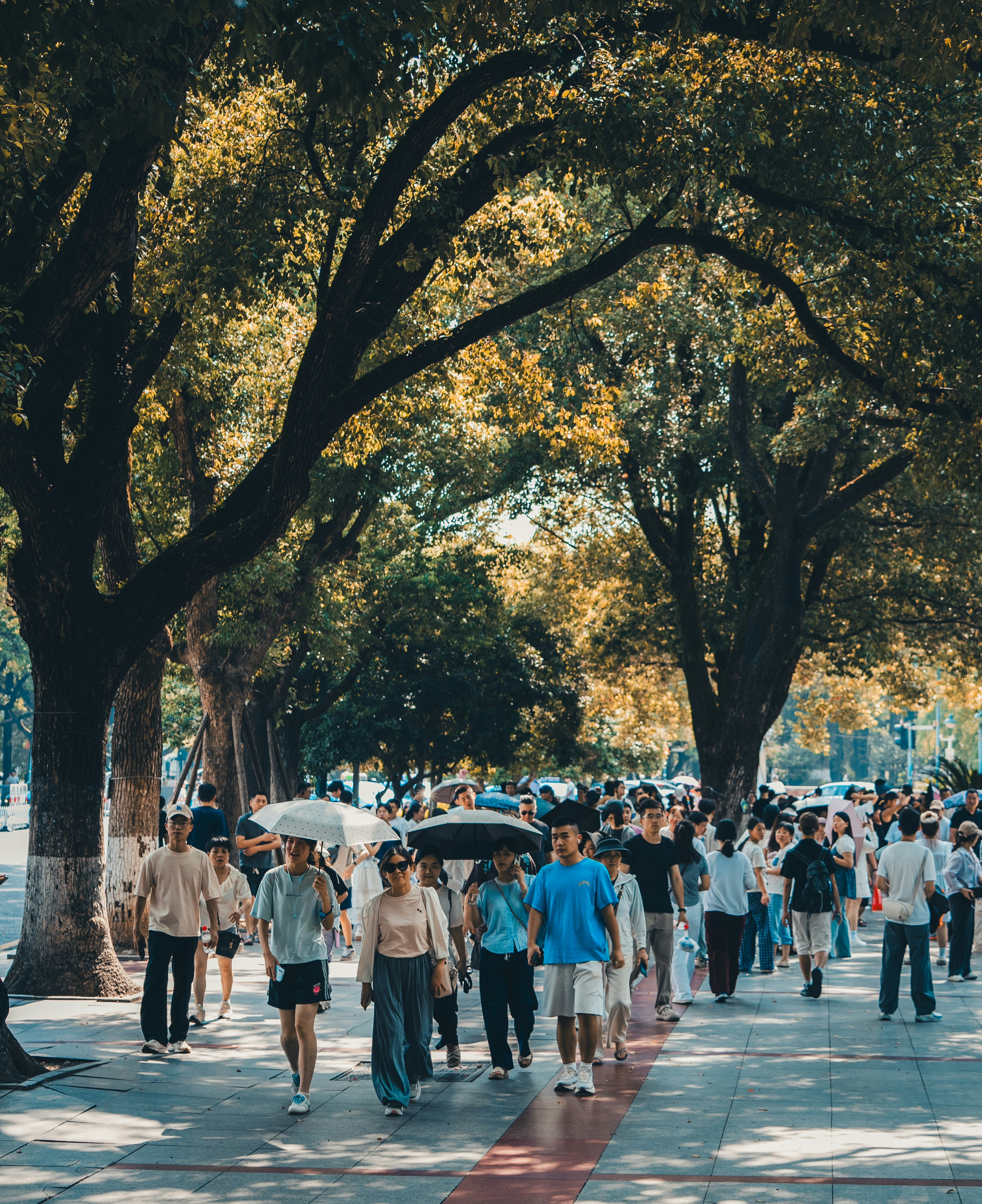 City Orchard: A Quiet Walk Beneath Autumn Canopy