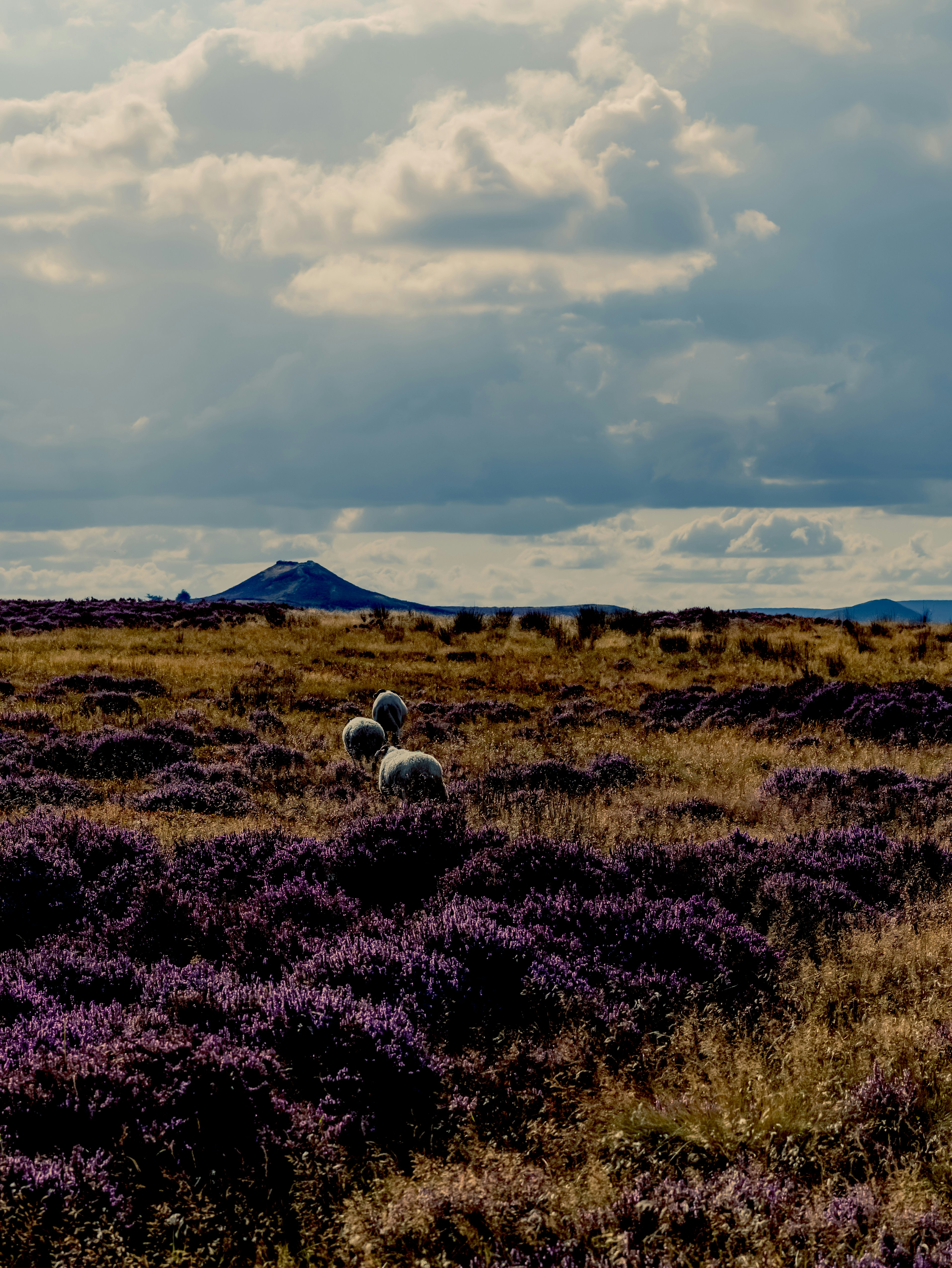 Purple Moorlands and Cloud-Forged Skies over a Silent Hill