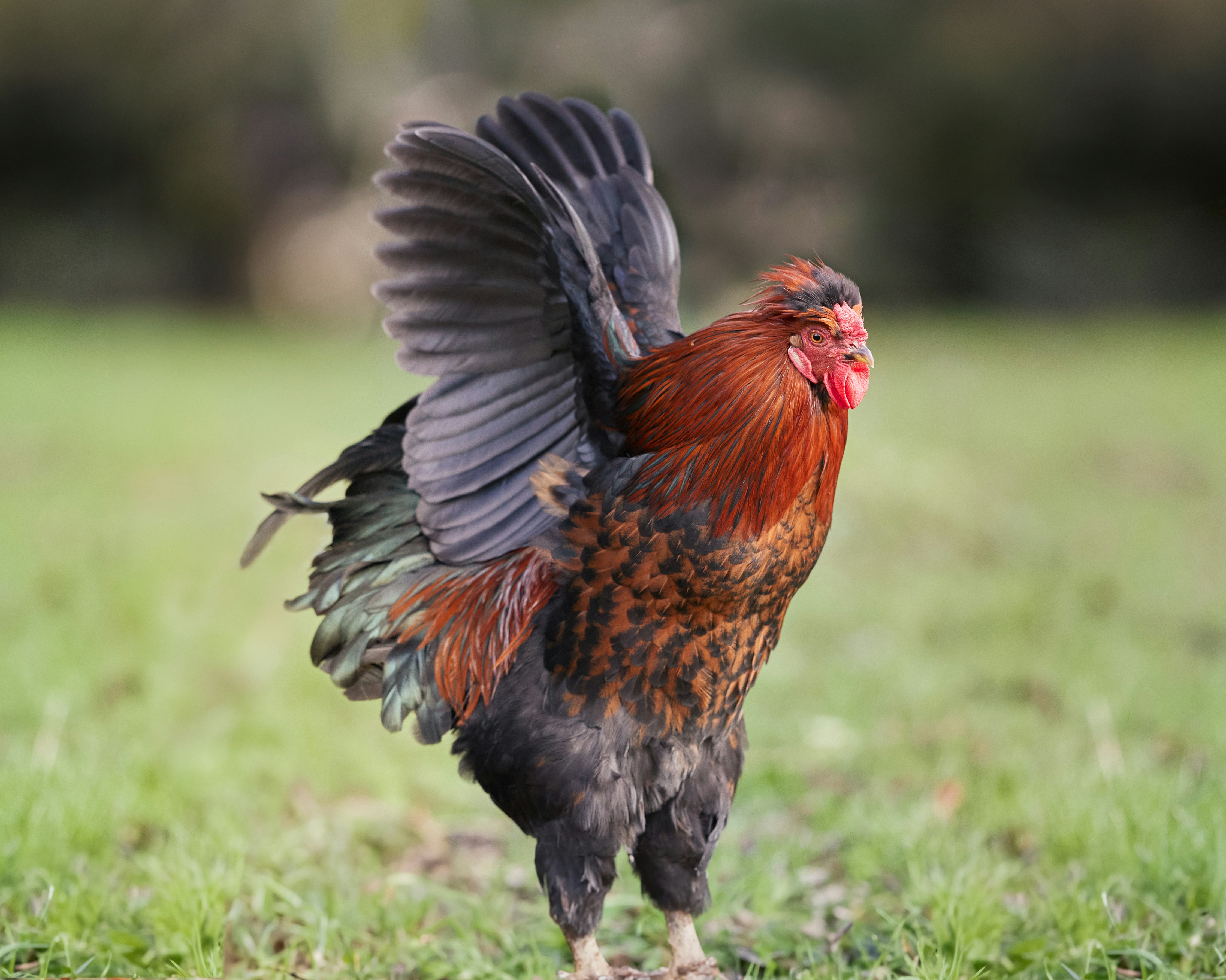 Rooster in Full Display: A Burst of Chestnut and Ink on Spring Grass