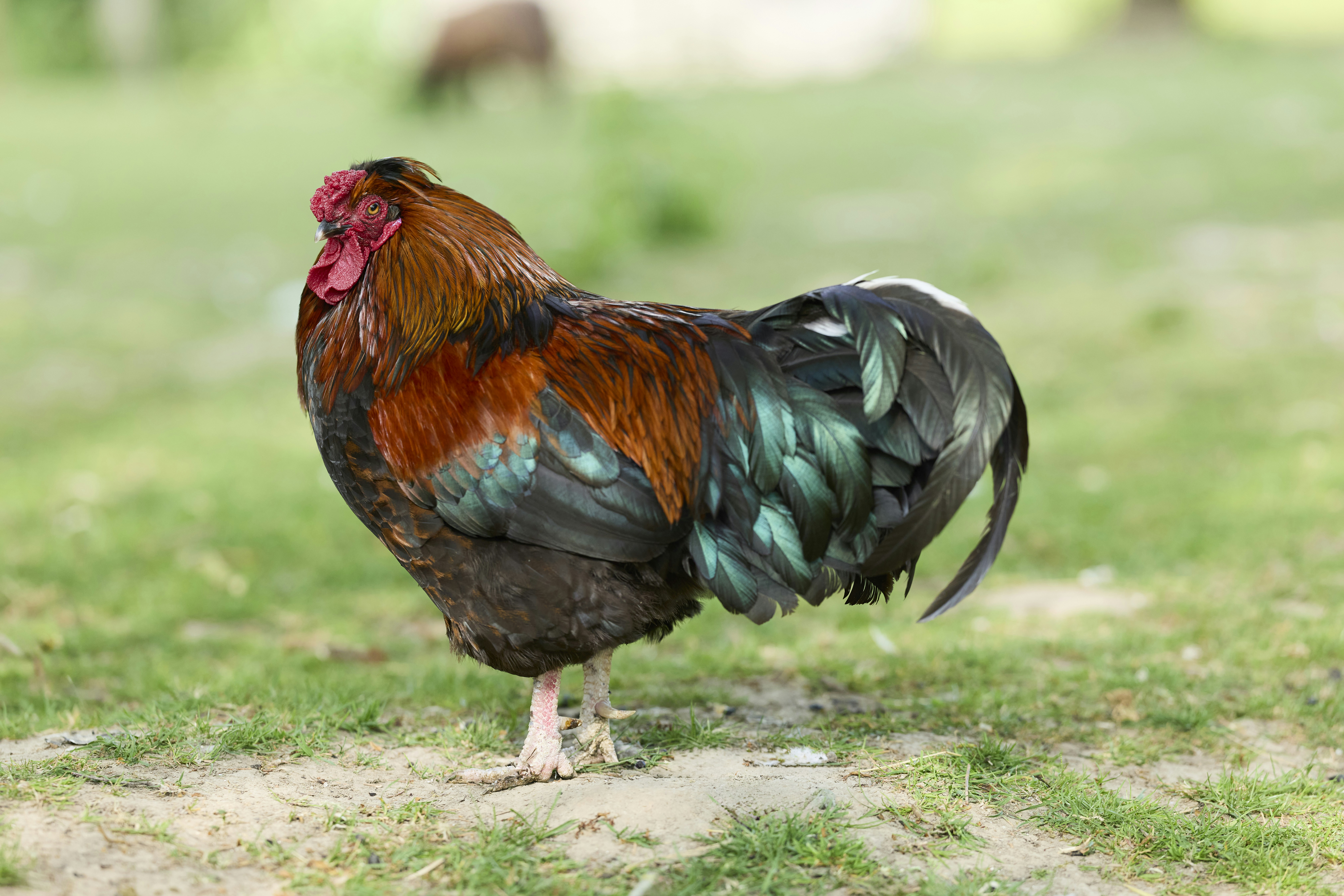 Rooster in a Sunlit Patch of Grass