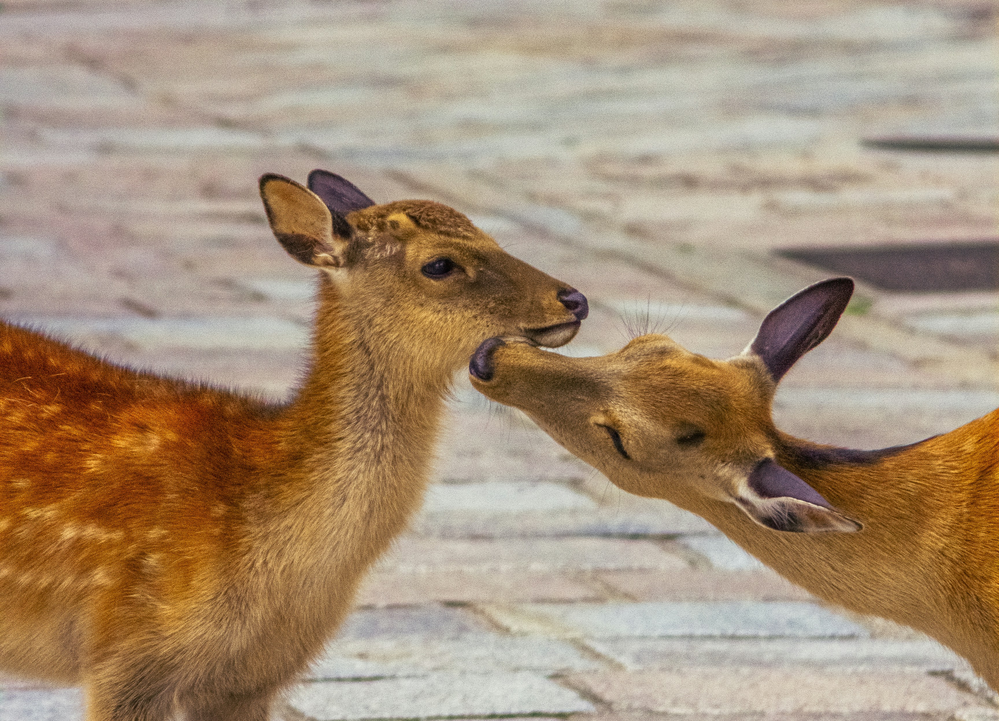 Two deer interact nose-to-nose on a paved surface, captured with natural light and shallow background texture. The moment emphasizes playful contact between the animals in an urban-like setting.