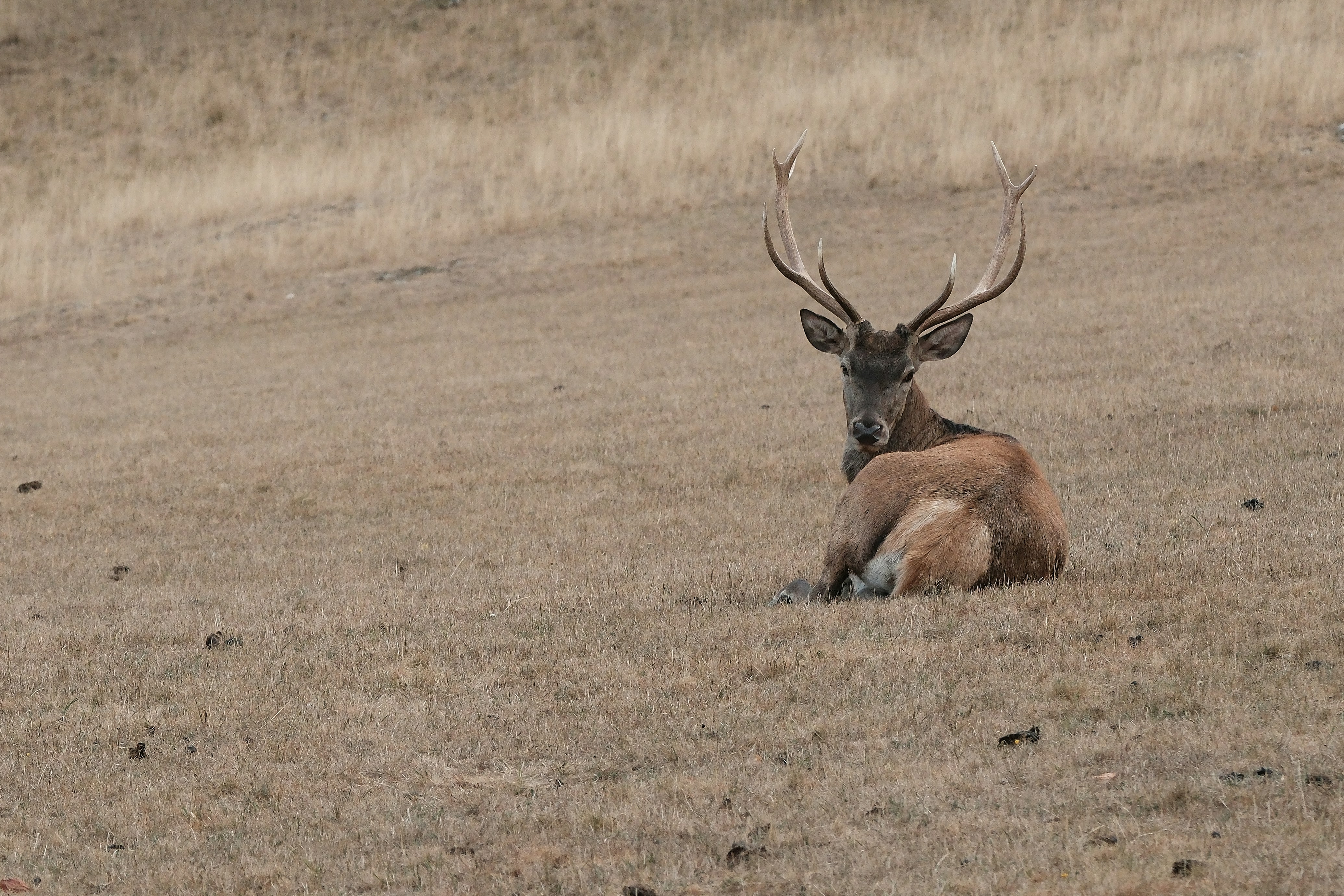 Resting Majesty: A buck at ease in open grassland