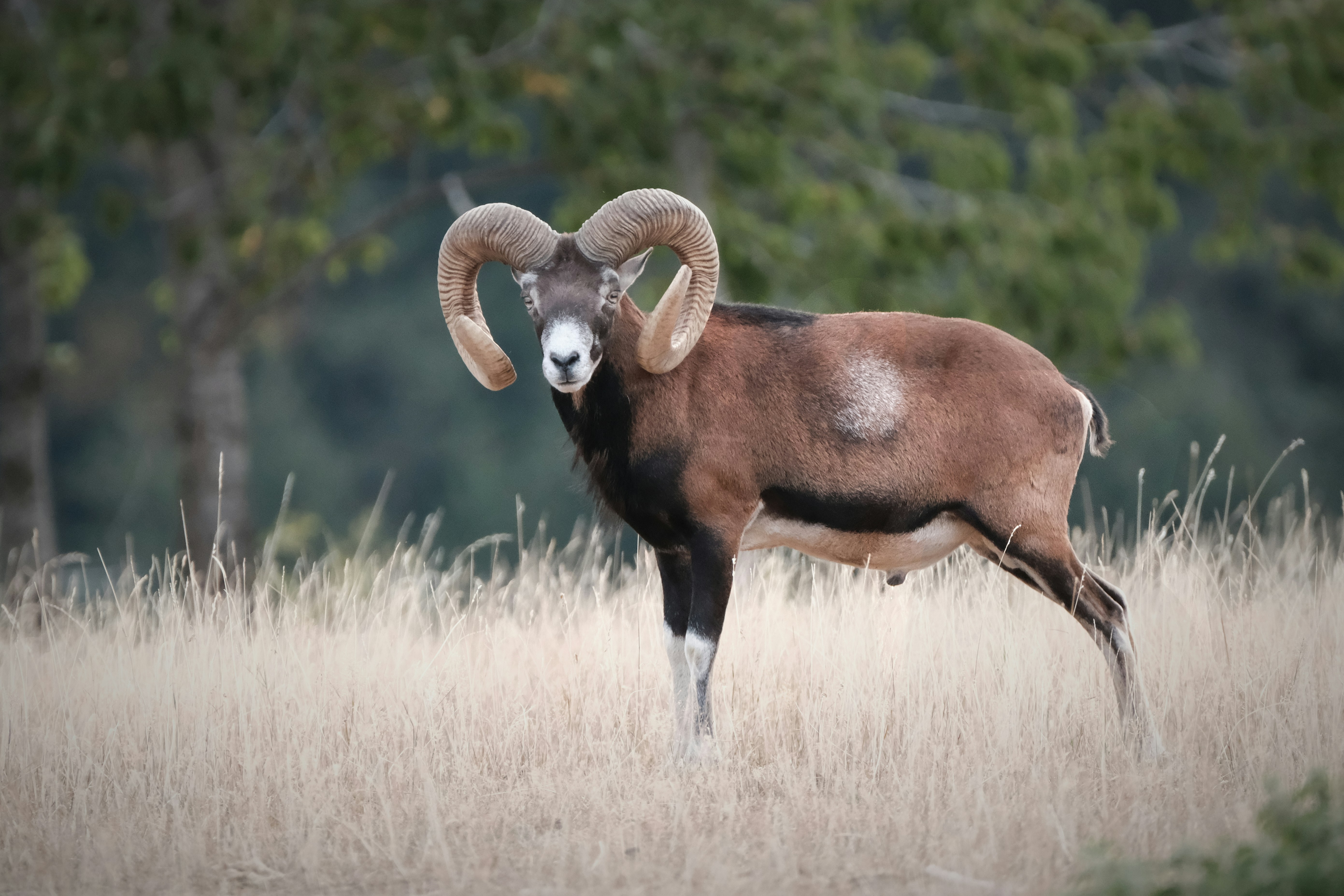 Majestic Ram in a Field of Autumn Light