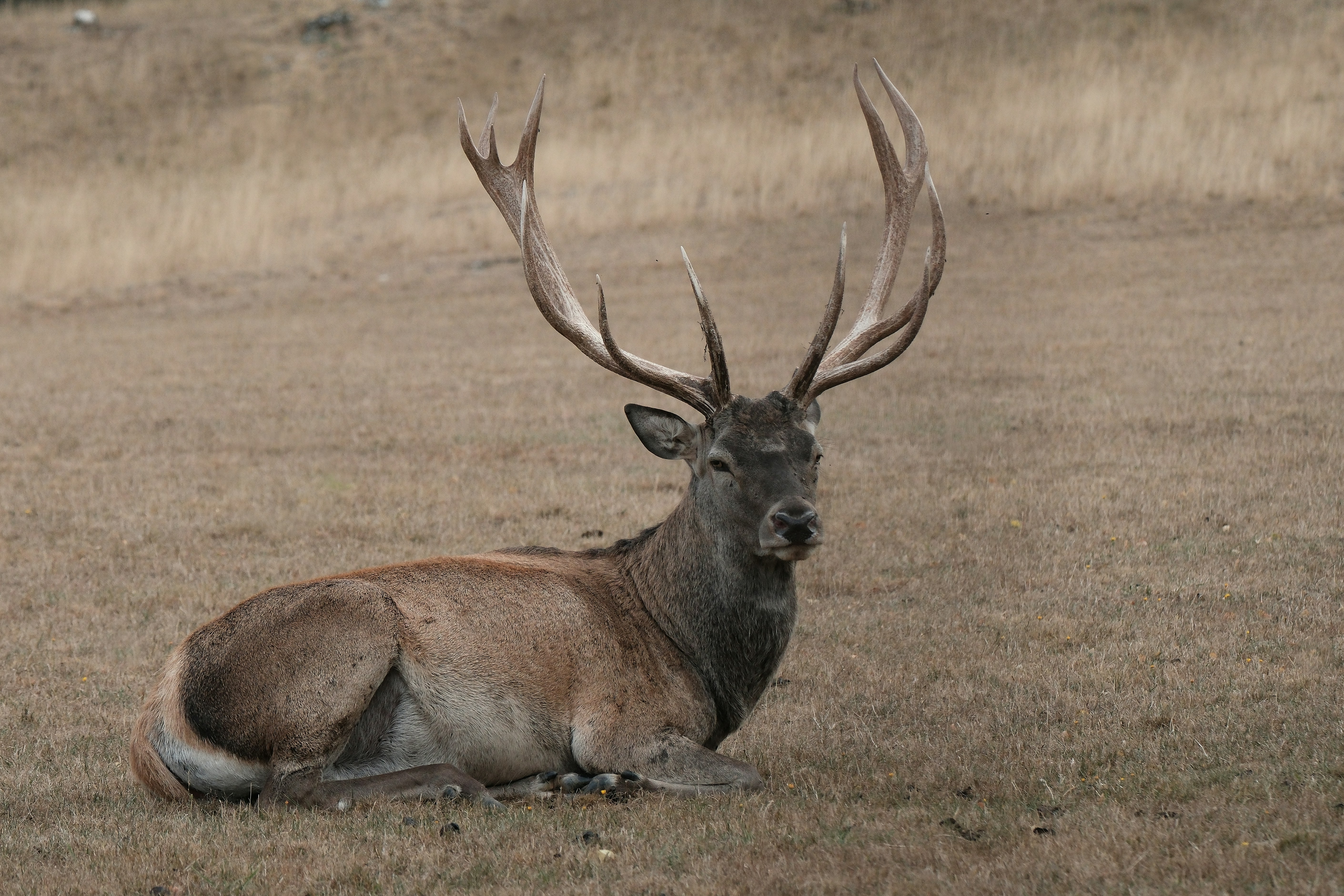 Majestic Stag Resting in a Golden Grassland After the Rut