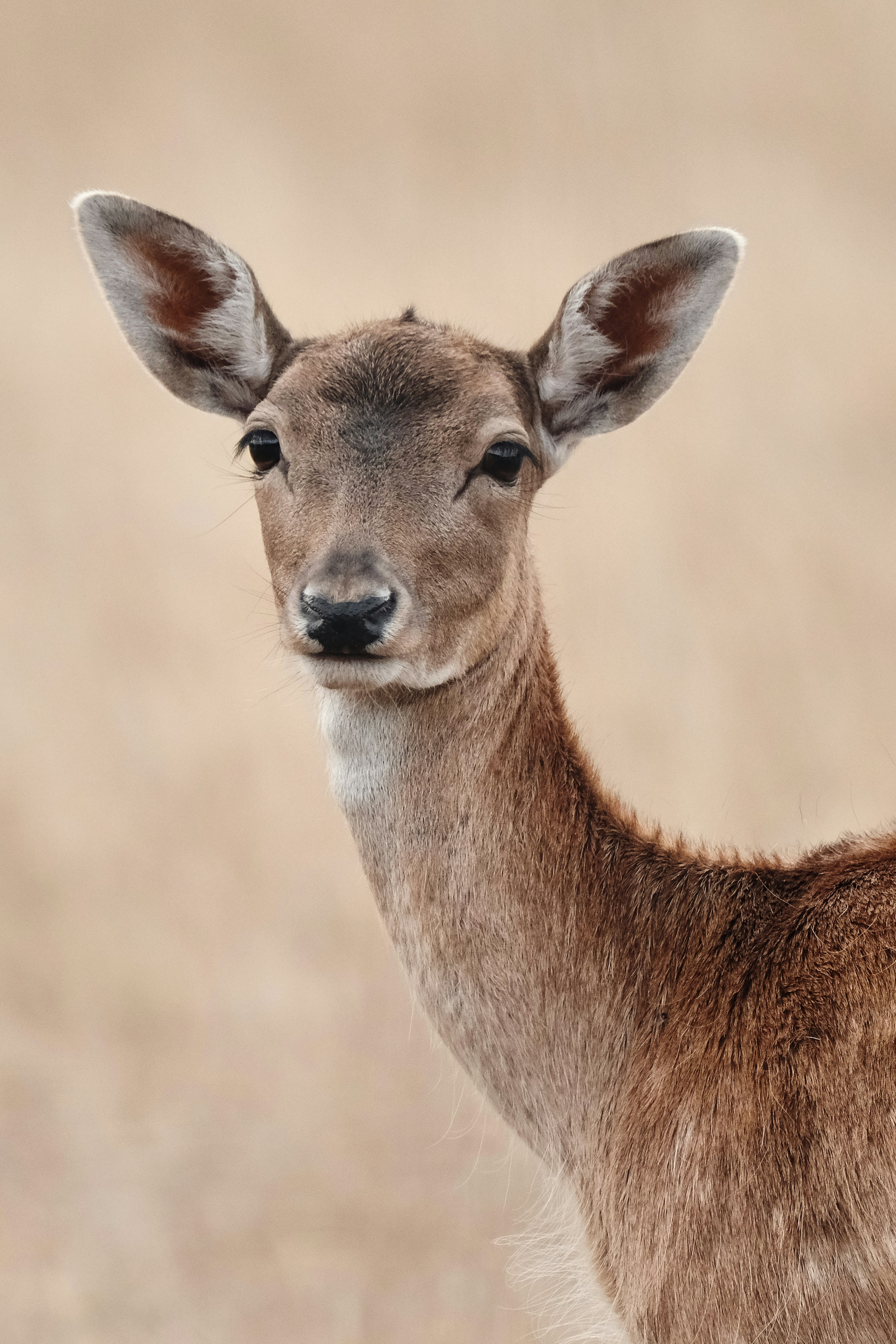 Portrait of a Curious Fawn: Close-Up in Soft Field