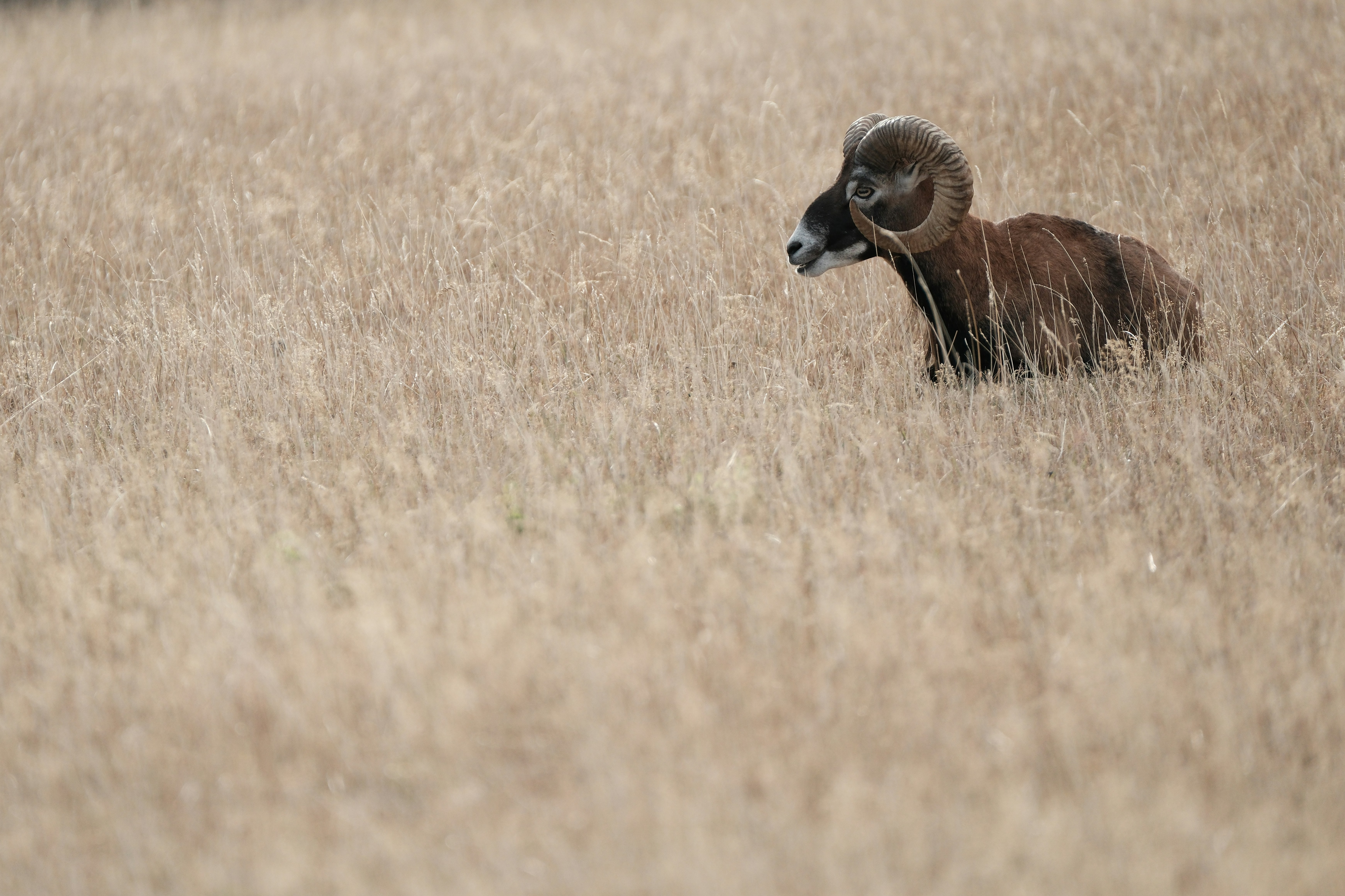 Rangeland Sentinel: A Dall Sheep in Quiet Grassland