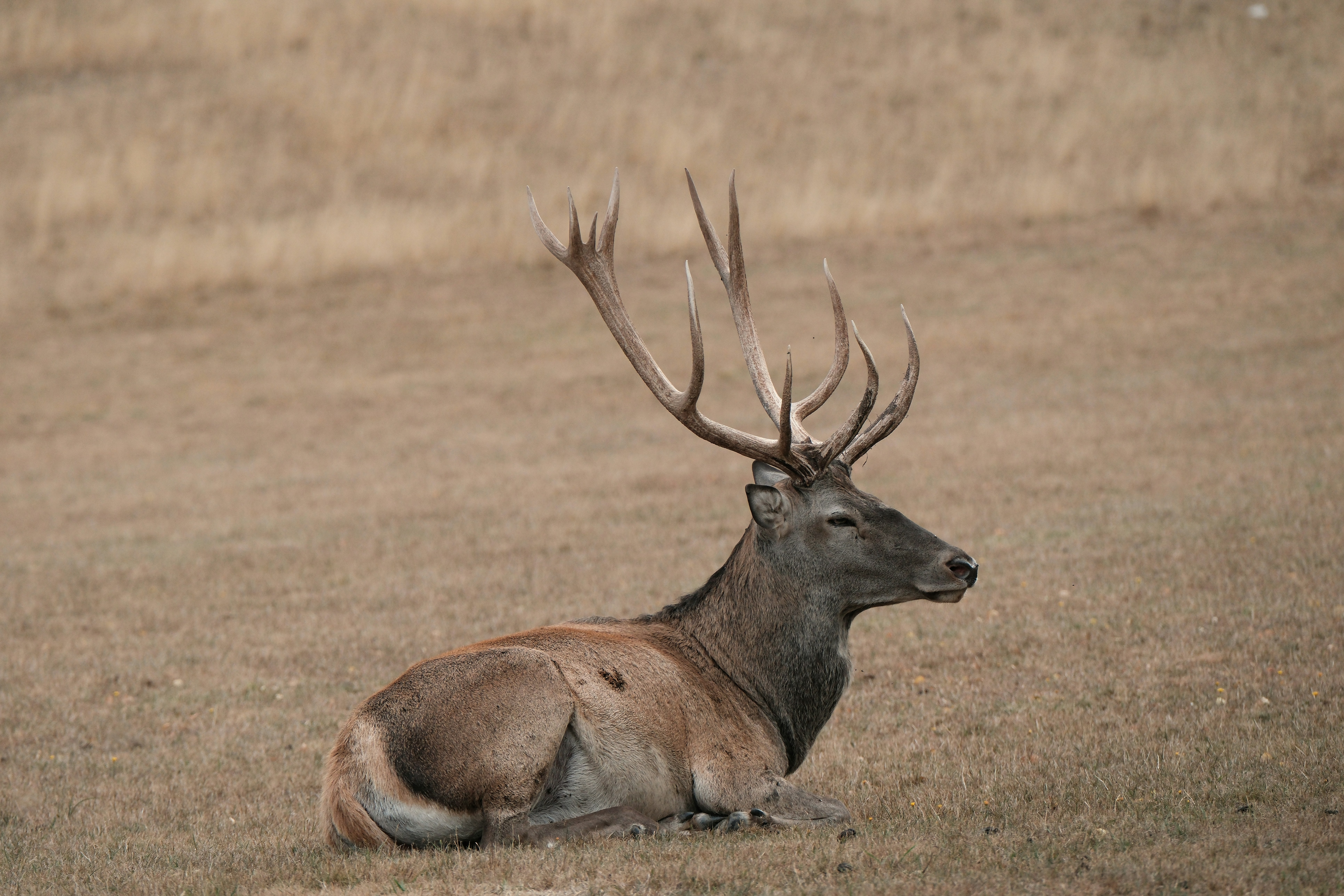 Lying Stag in Autumn Field with Majestic Antlers