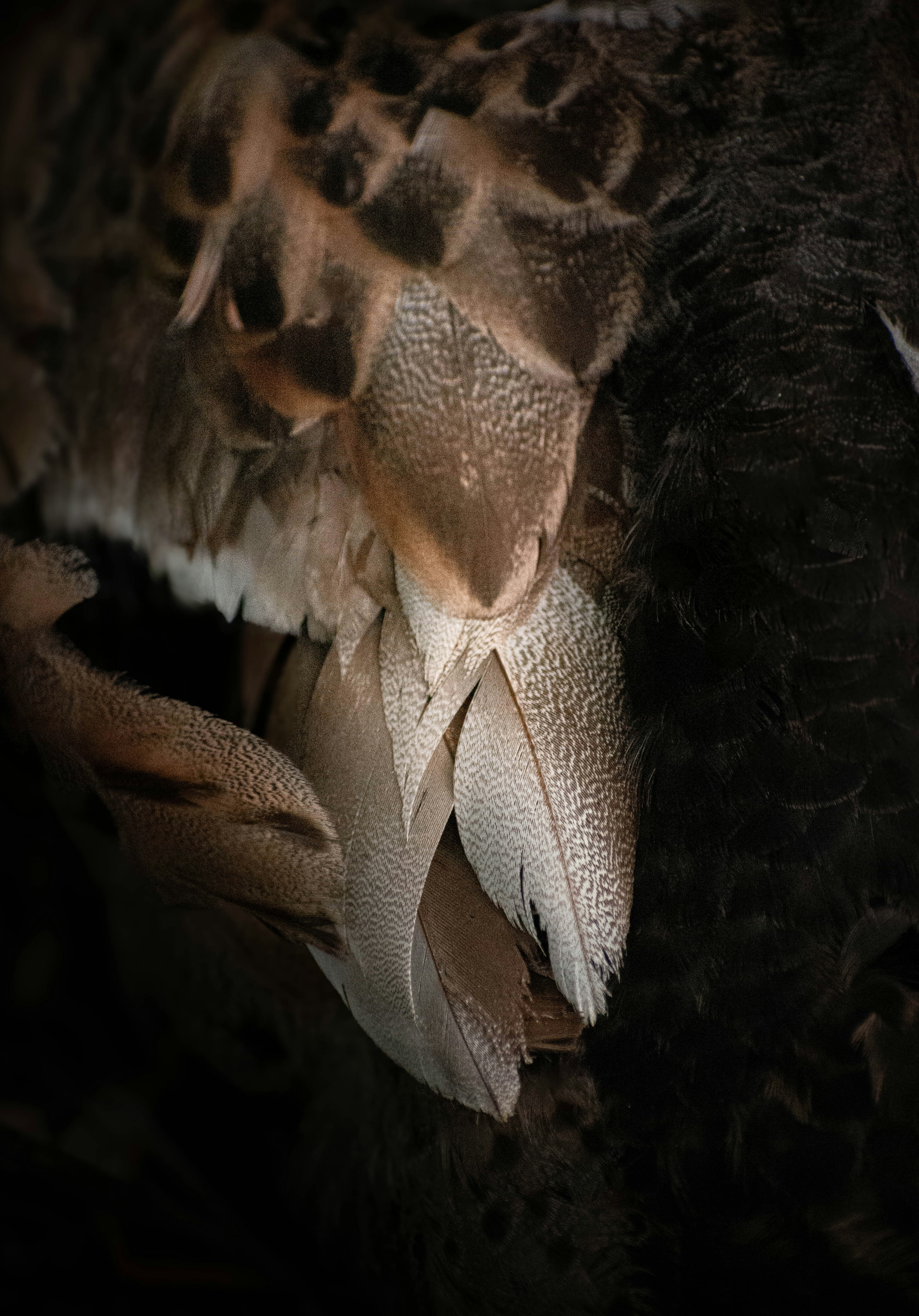 Feathered Armor: Close-up of a Dark Wing’s Textures