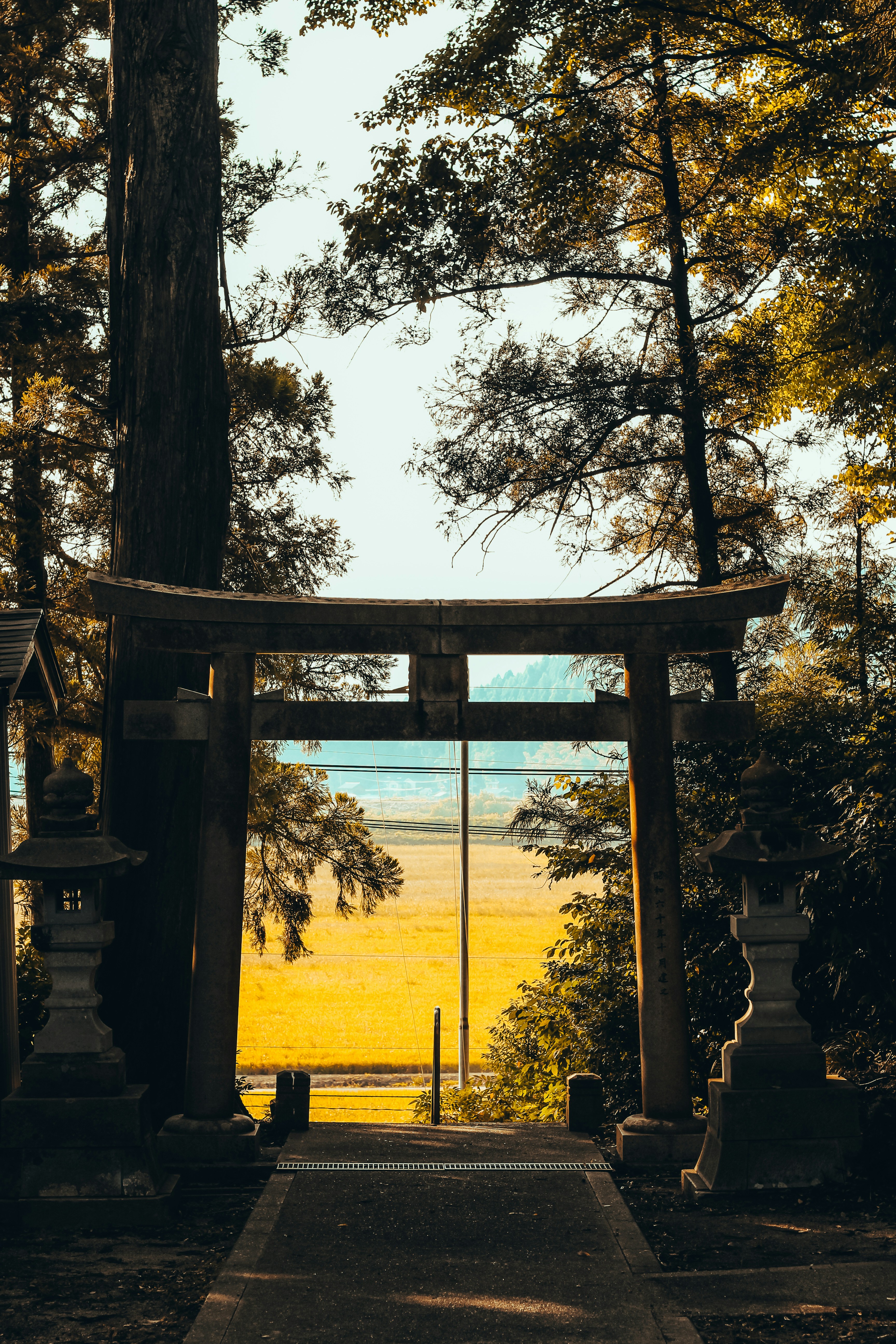 Torii Gate Framed by Autumn Light