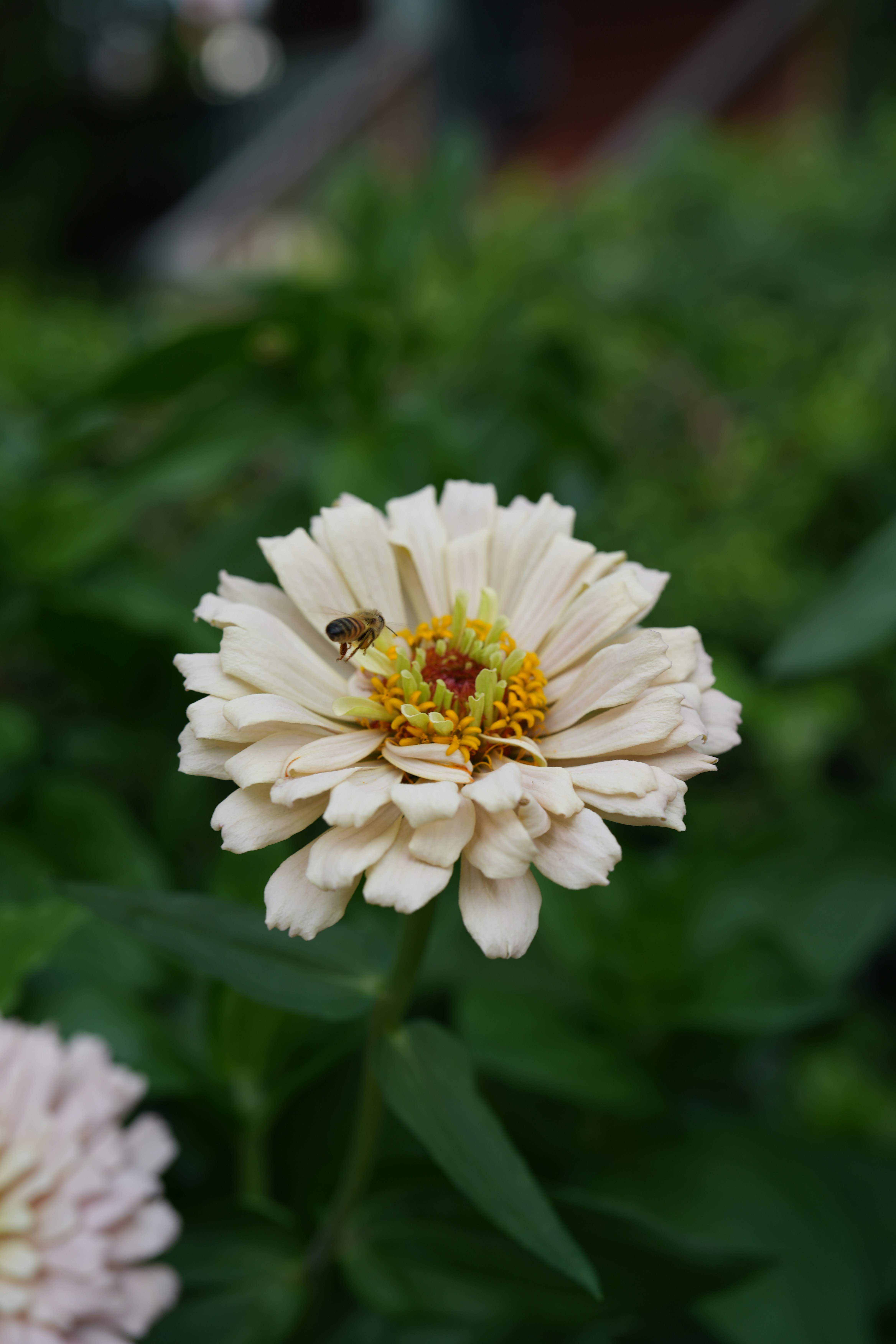 Cream Zinnia in Soft Focus Garden Backdrop
