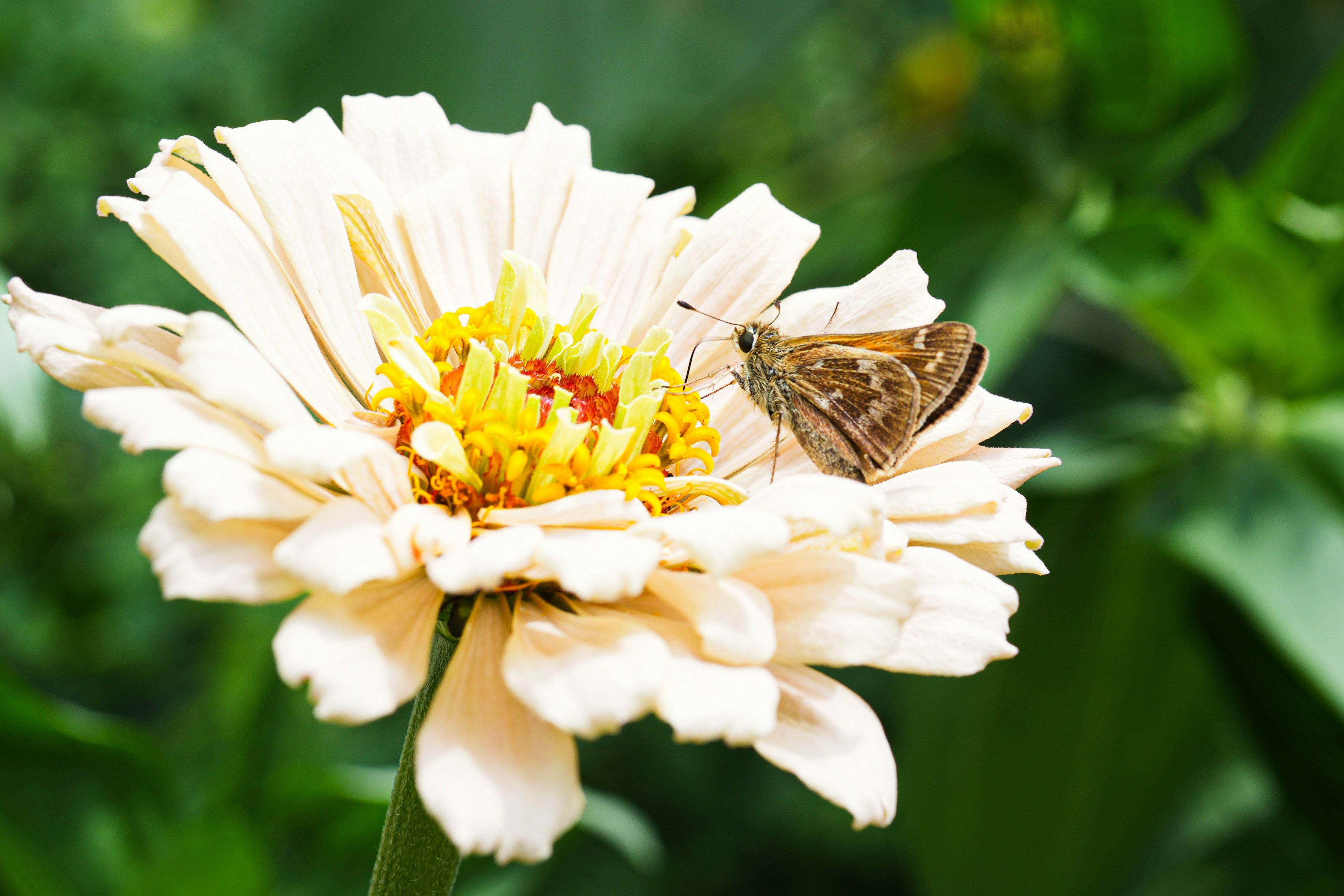 Butterfly on a Cream Zinnia: Delicate Interaction in Soft Green