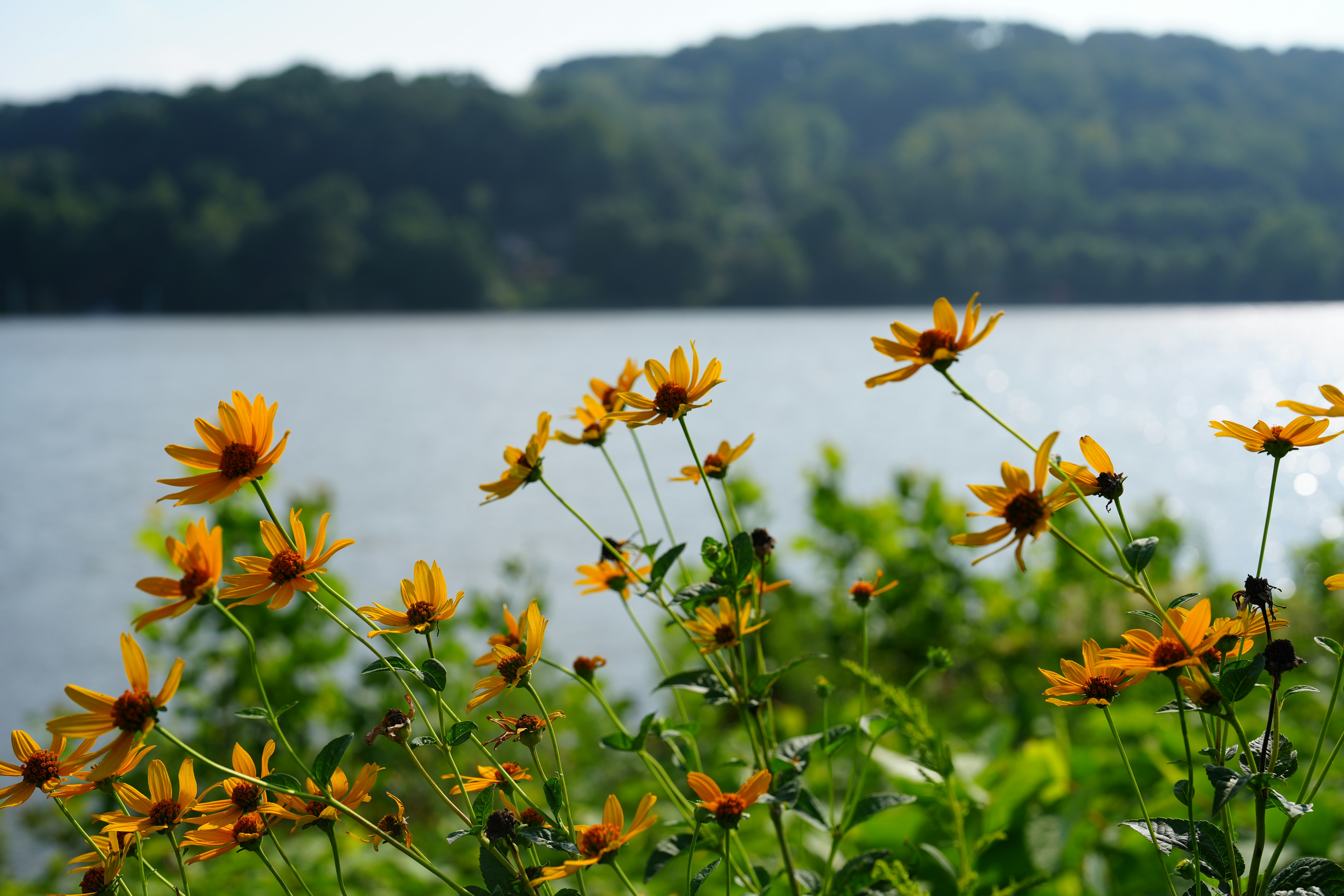 Golden petals on a sunlit lakeside bloom