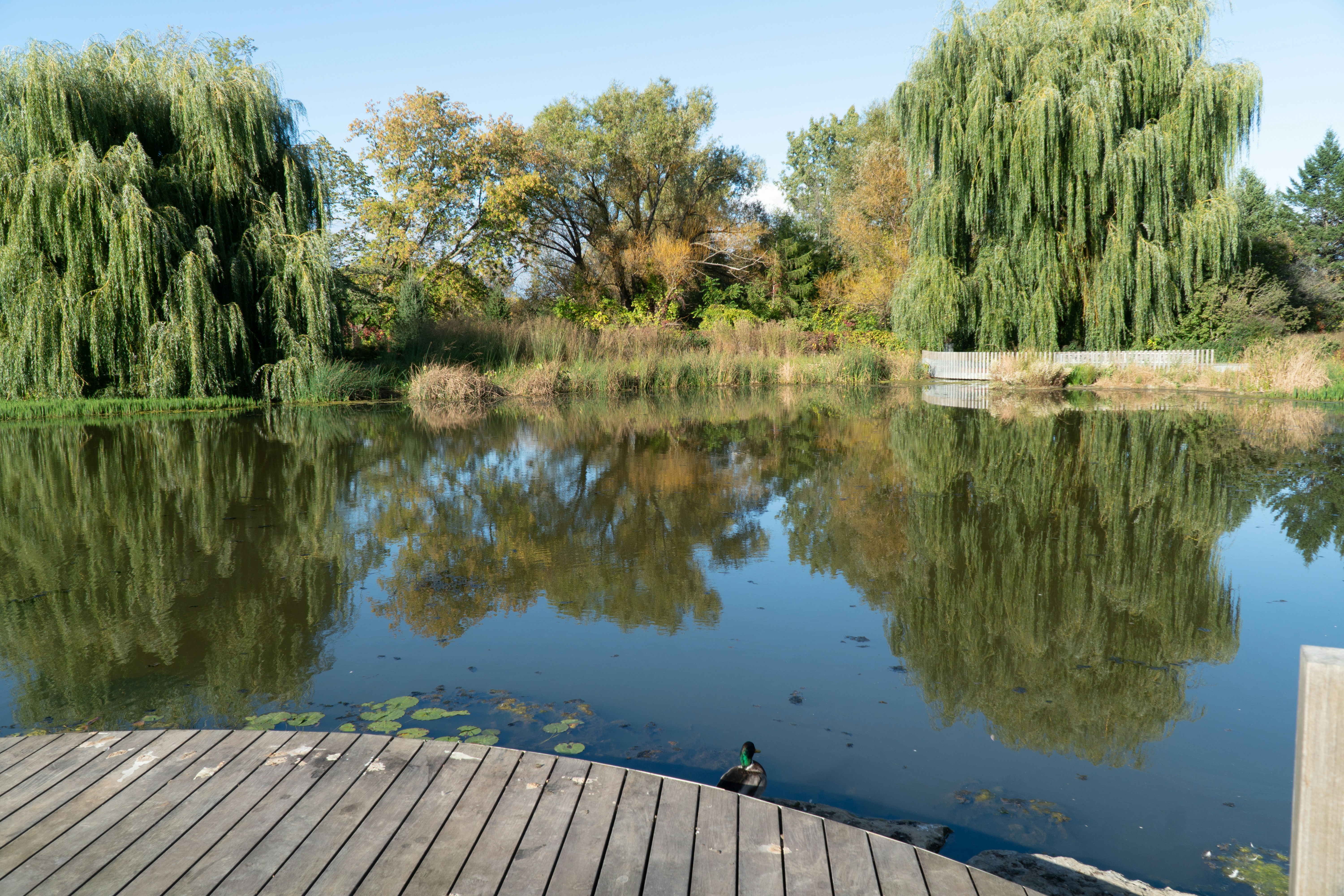A calm lakeside scene with weeping willows and autumn trees reflecting in the water; a wooden dock edge in the foreground adds depth. This is a landscape photograph of a park-like setting.