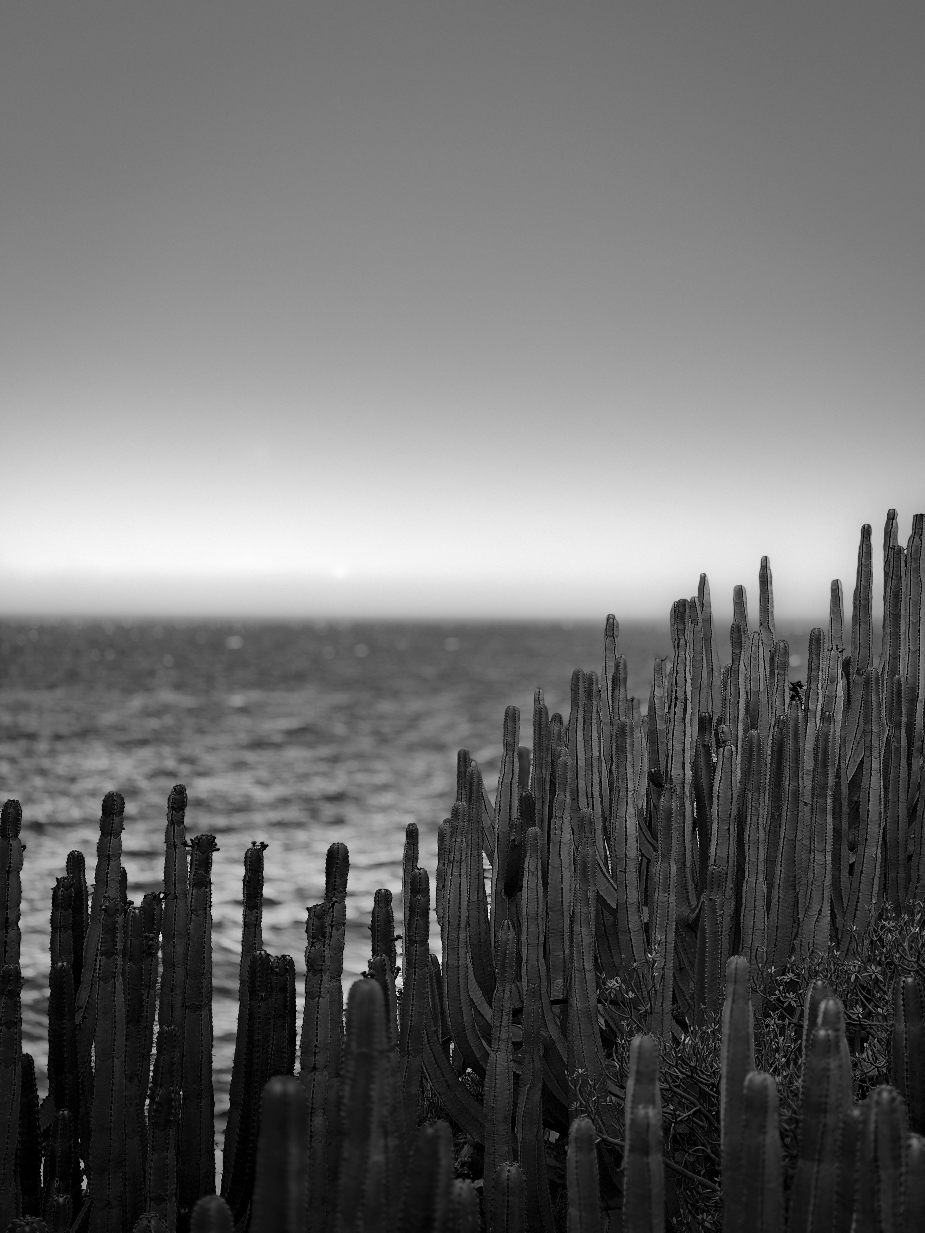 Harbor of Cacti: A Silent Shoreline in Mono