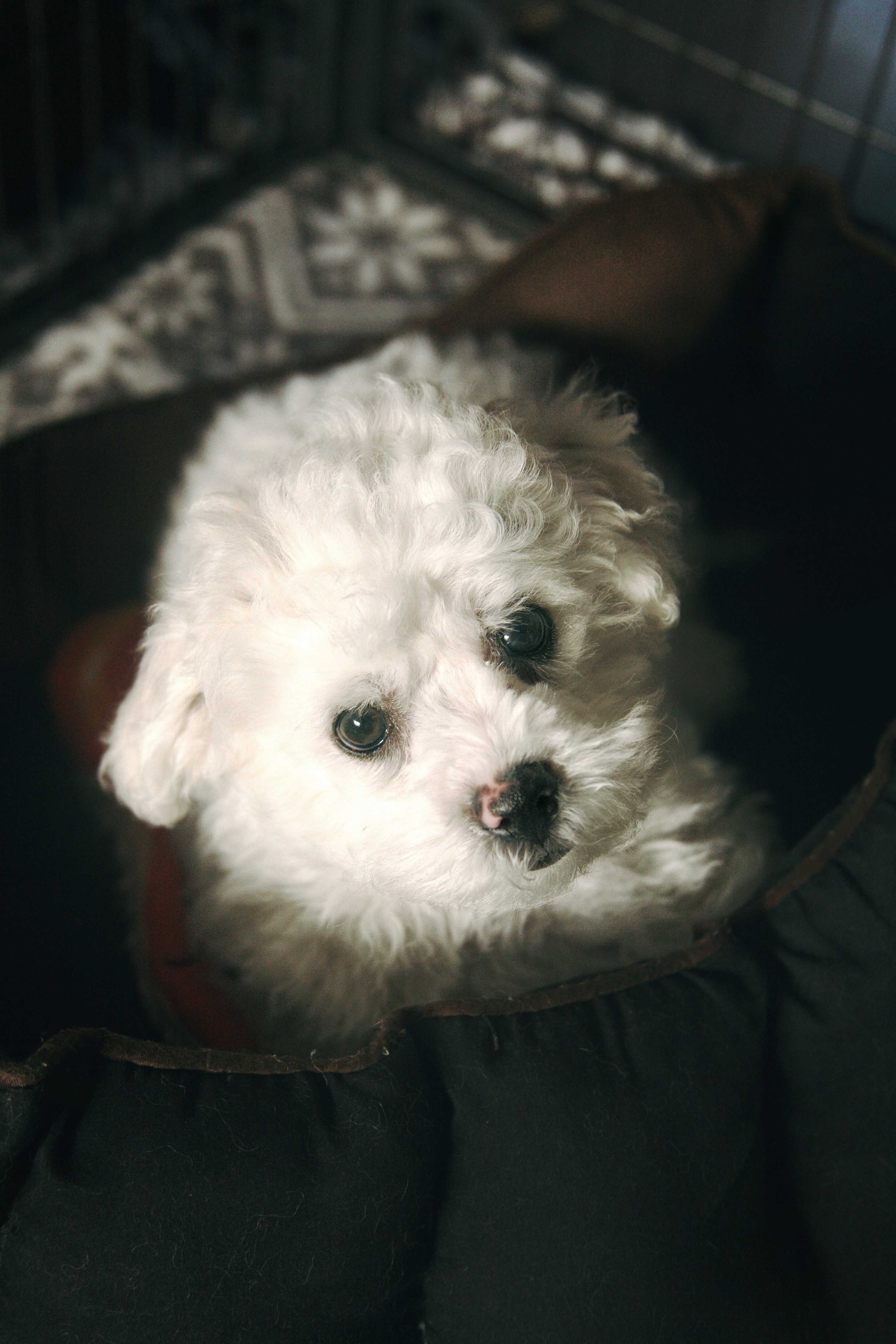 White fluffy dog gazes up from a dark, cushioned bed, its face softly illuminated by warm light.