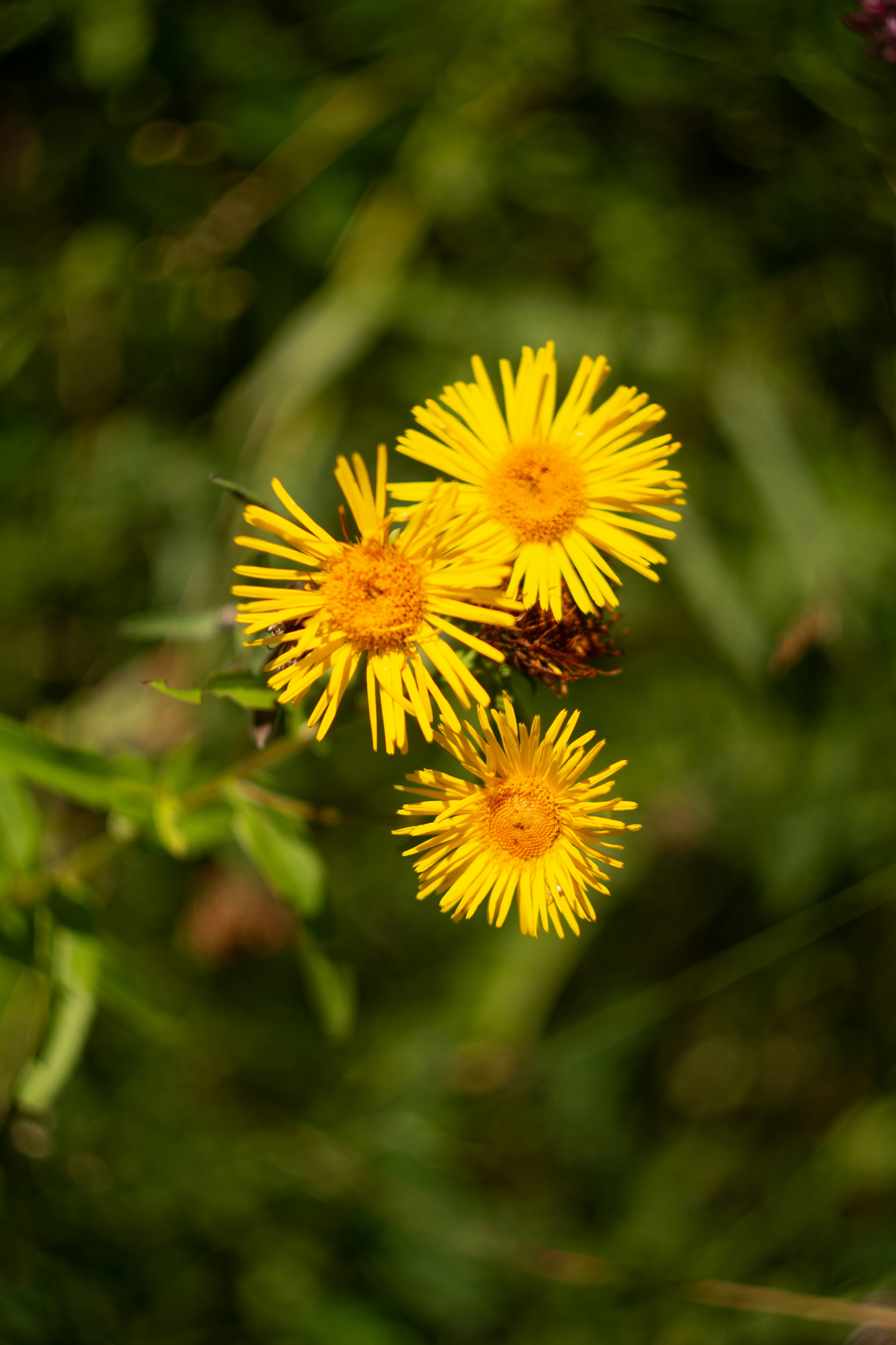 Sunlit Meadow Blossoms: Three Golden Discs of Spring