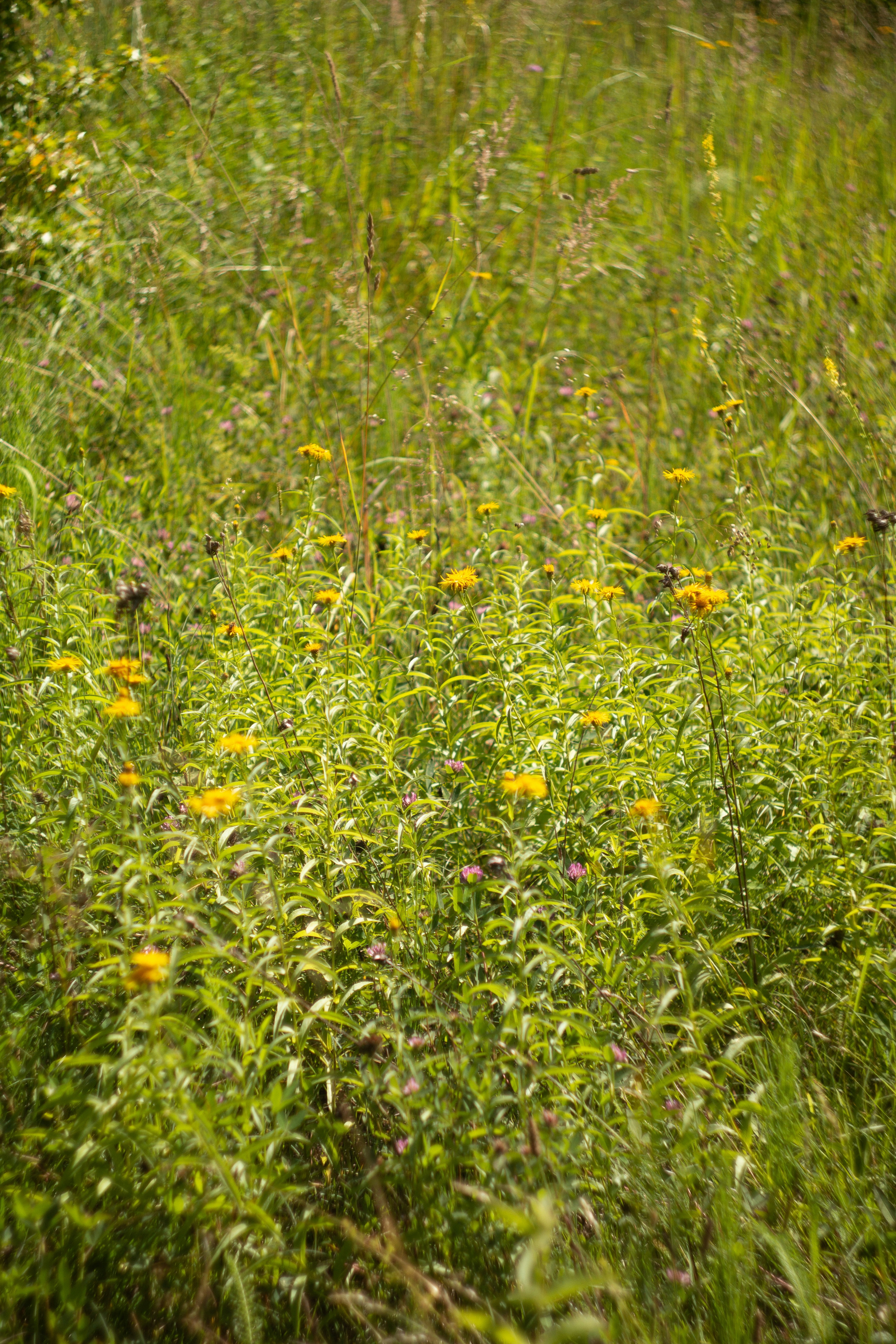 A sunlit meadow of tall green stems with scattered yellow blooms stretches across the frame, conveying a sense of natural abundance and late-summer warmth.