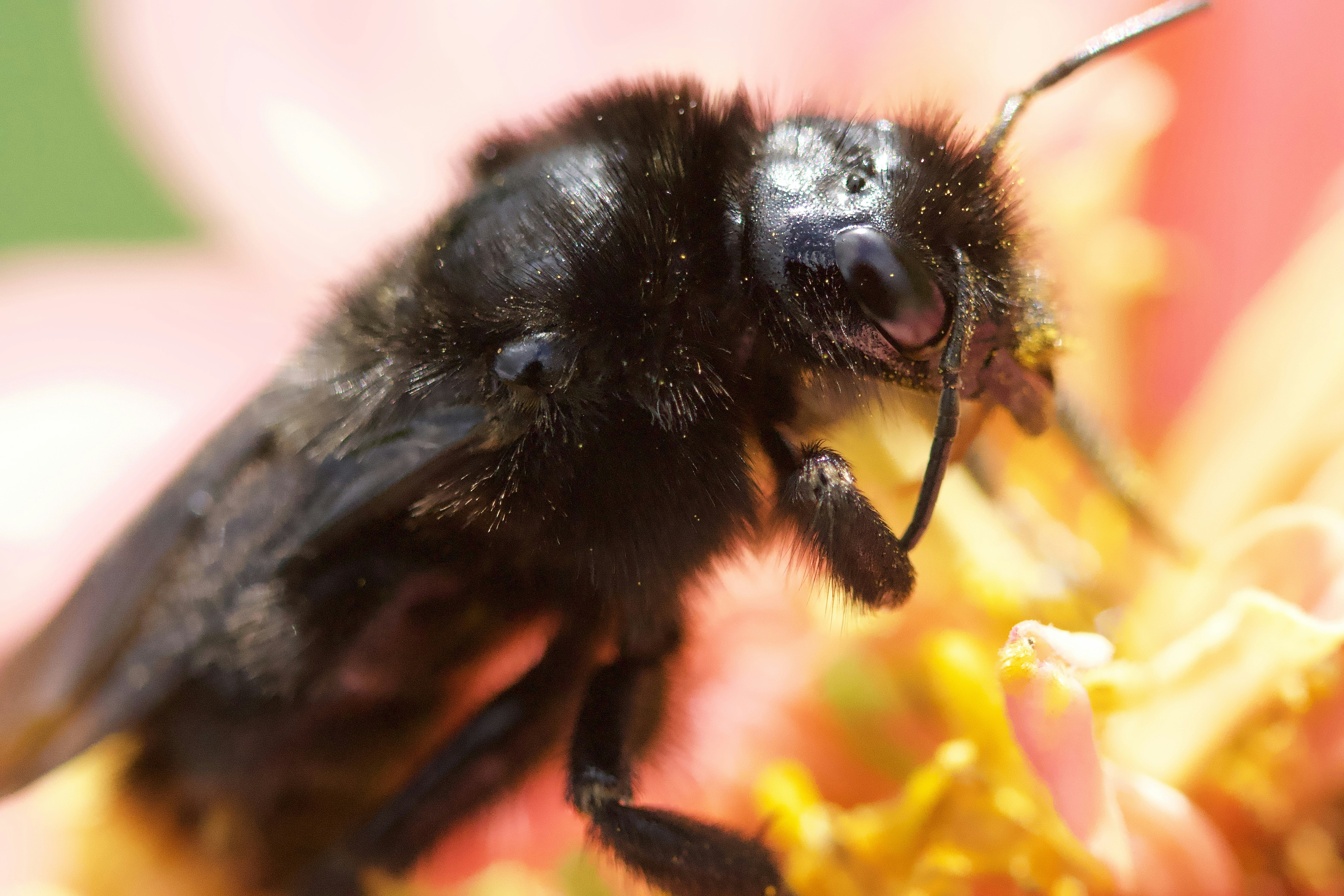 Blink of a Bee: A Macro Moment on a Velvet Black Subject