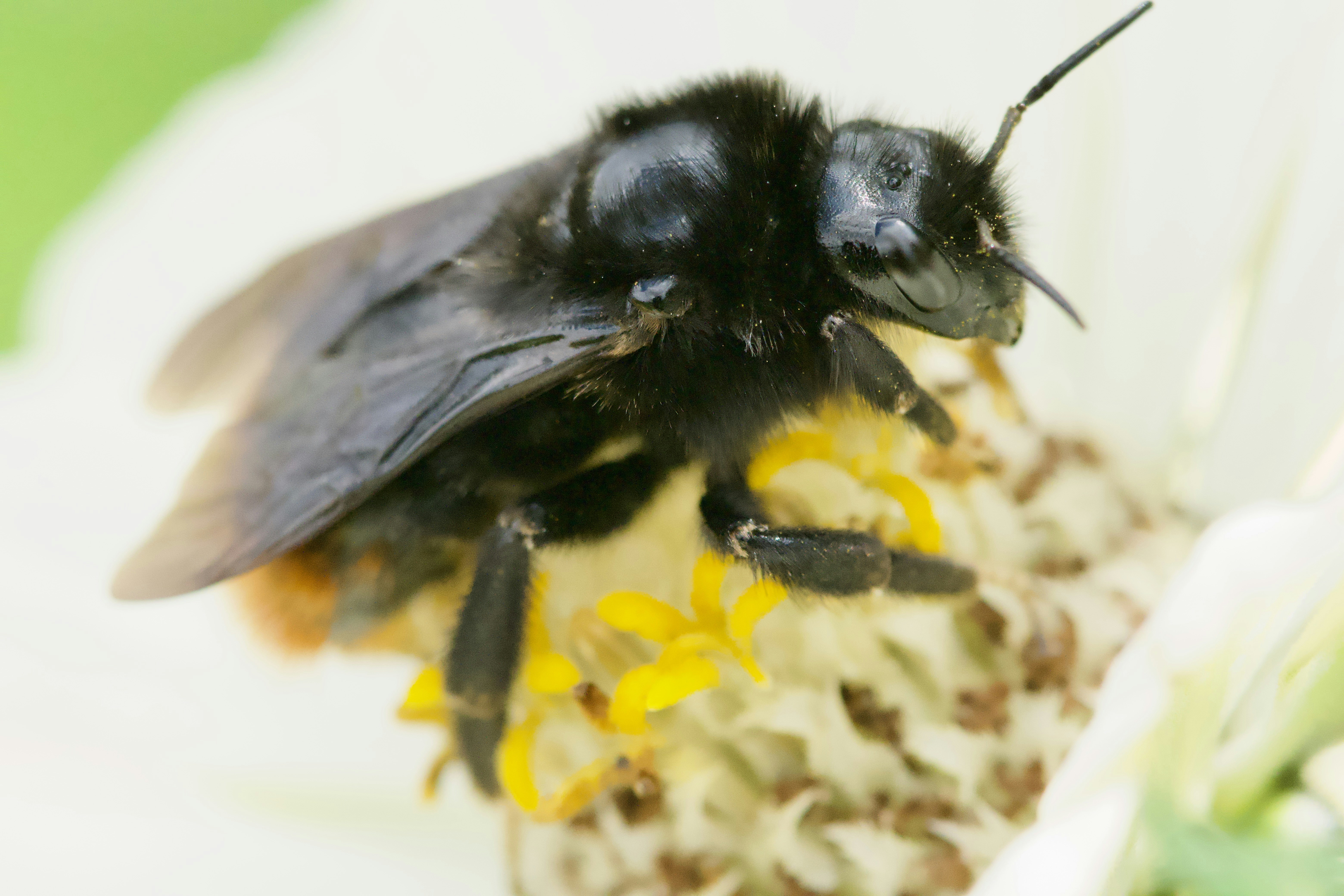 Close-up of a bumblebee perched on a pale flower, capturing fine details of its fuzzy body and yellow floral pollen; macro shot emphasizing texture and contrast.