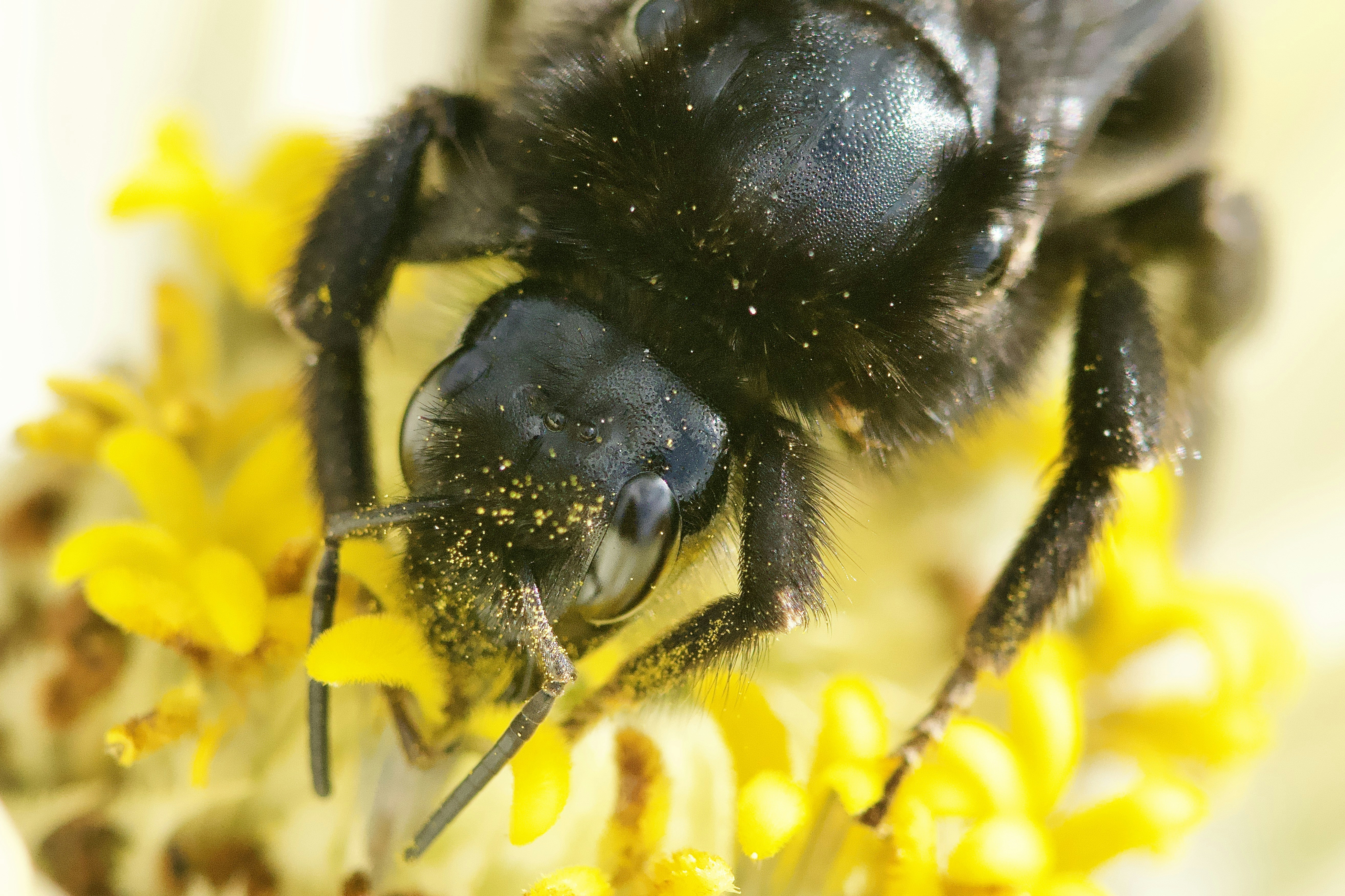 Macro Portrait of a Bee's Face Amid Yellow Blossoms