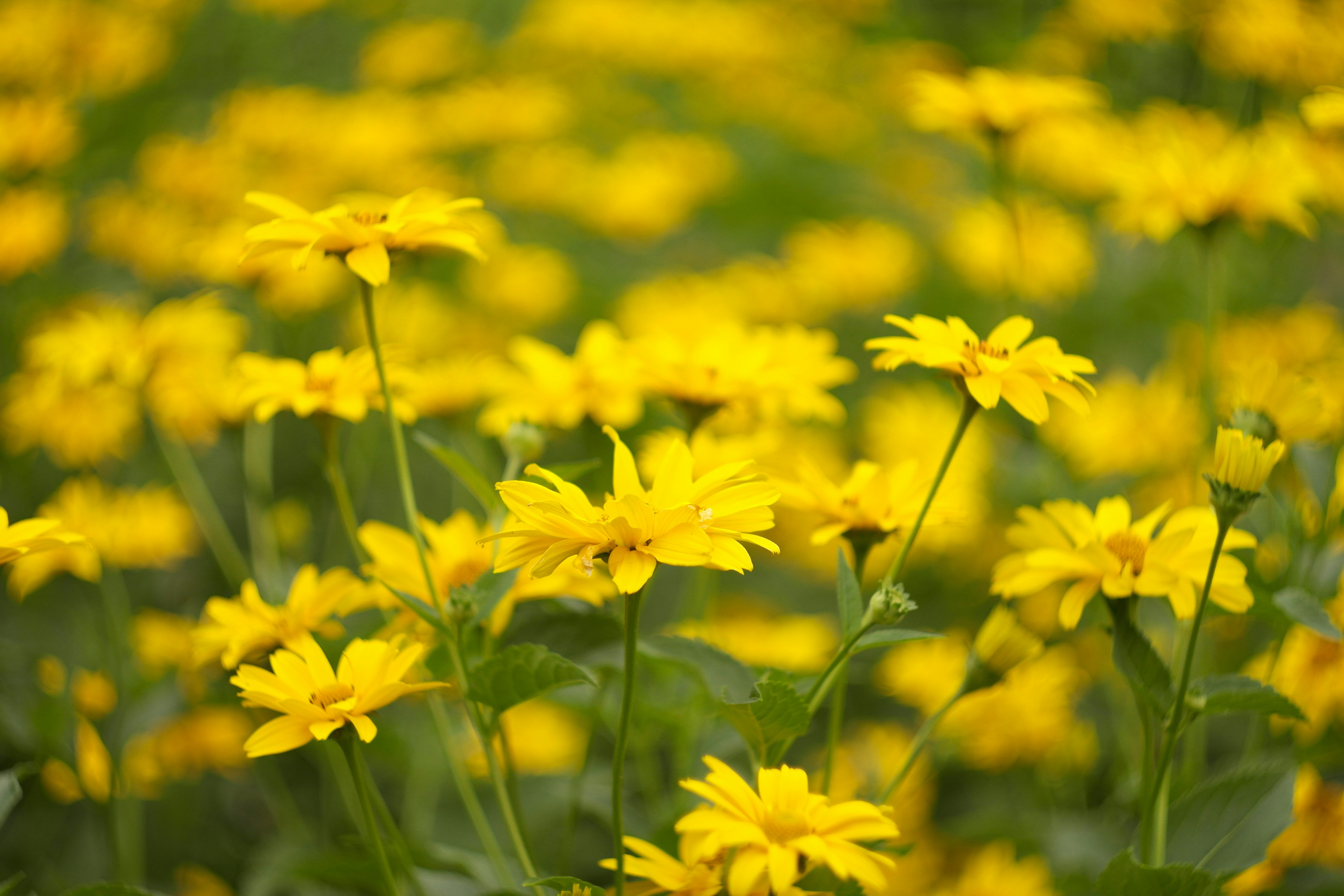 Sunlit Yellows: A Field of Daisy-like Blooms in Soft Focus
