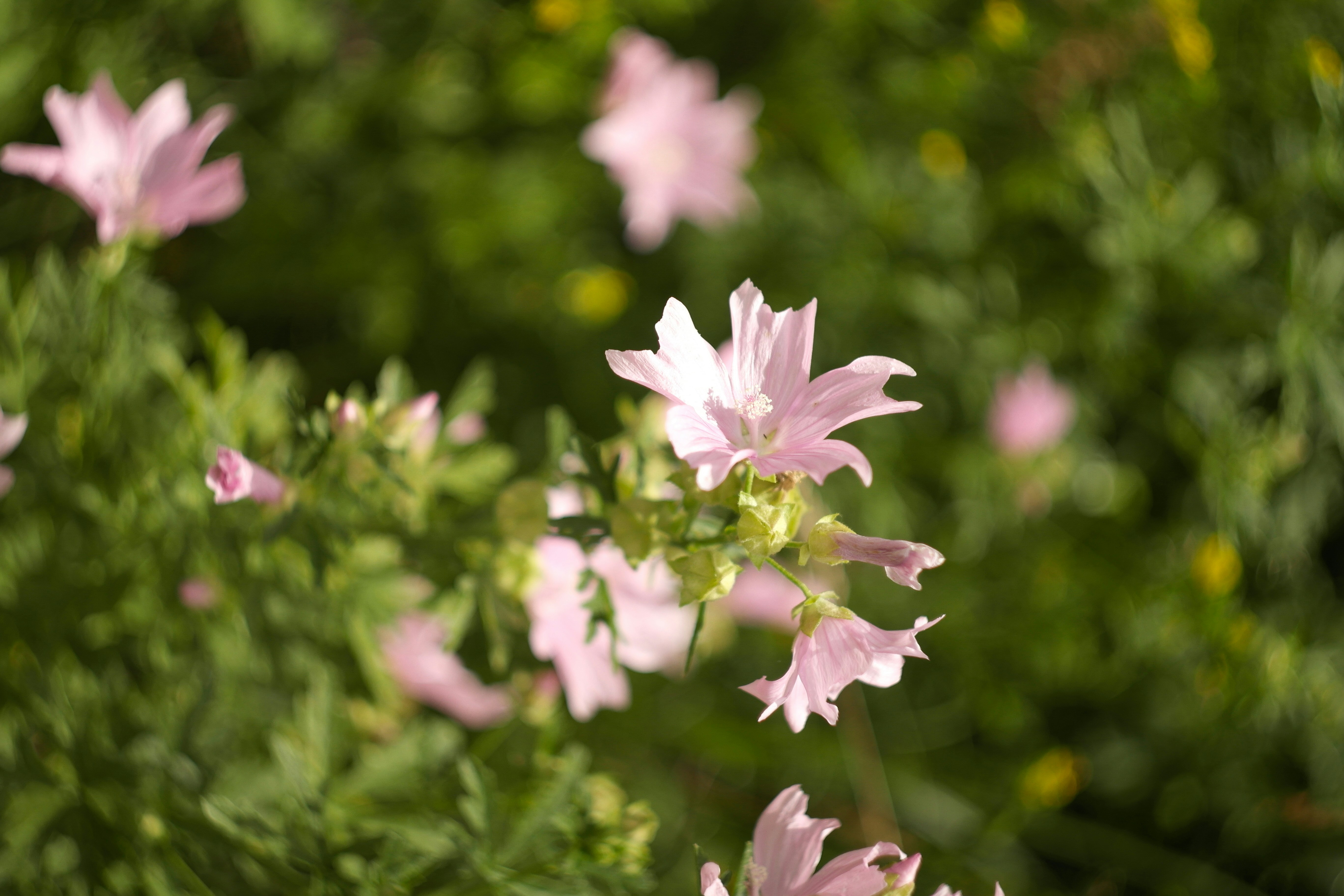 Soft-petal Spotlight: Pink Blooms in Morning Depth